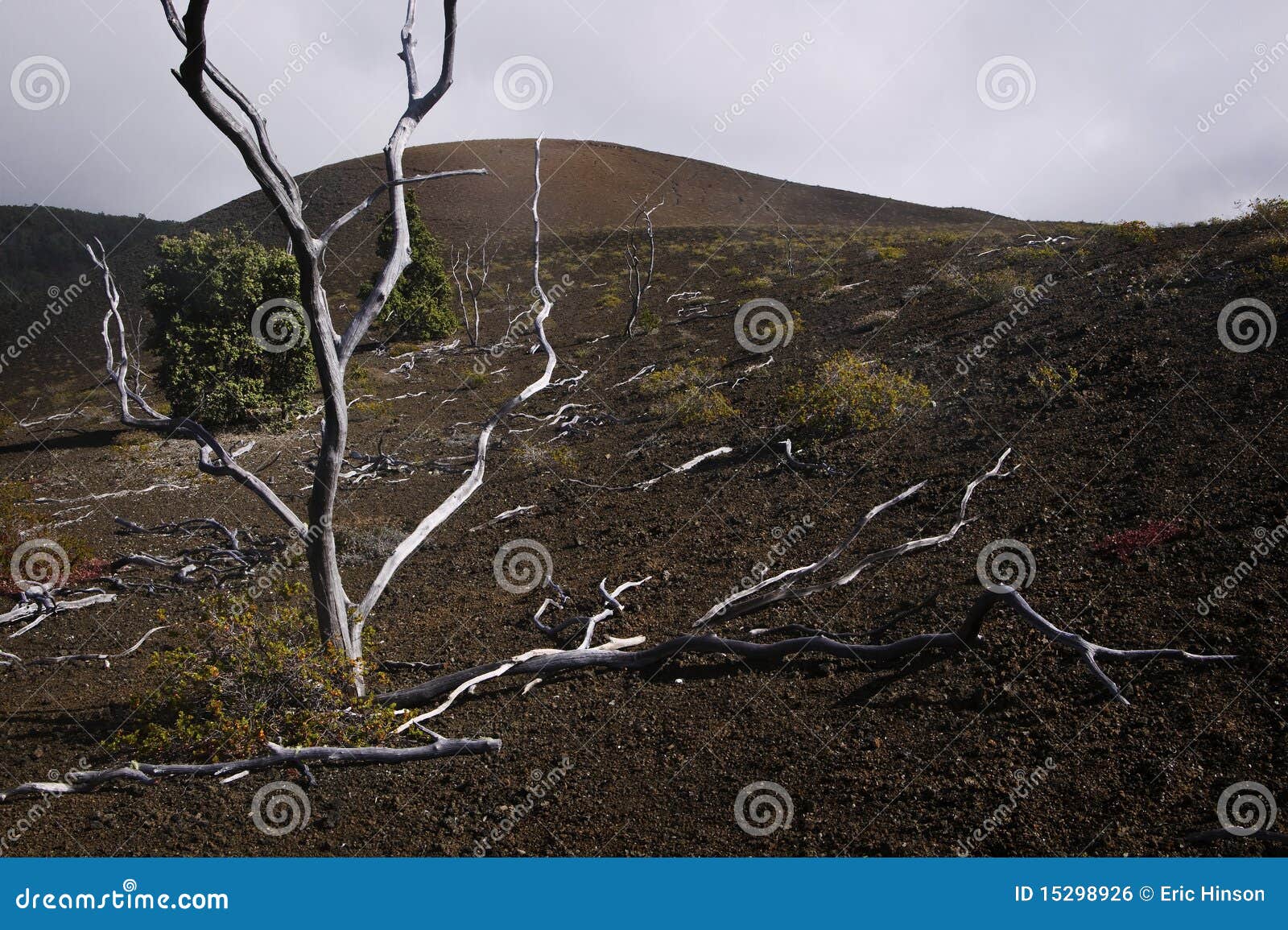 Skeleton Trees, Lava Field, Hawaii Stock Photo - Image of clear, bird ...