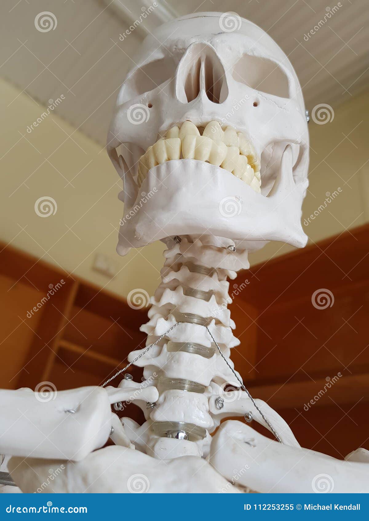 Skeleton stock image. Image of skull, skeleton, chin - 112253255