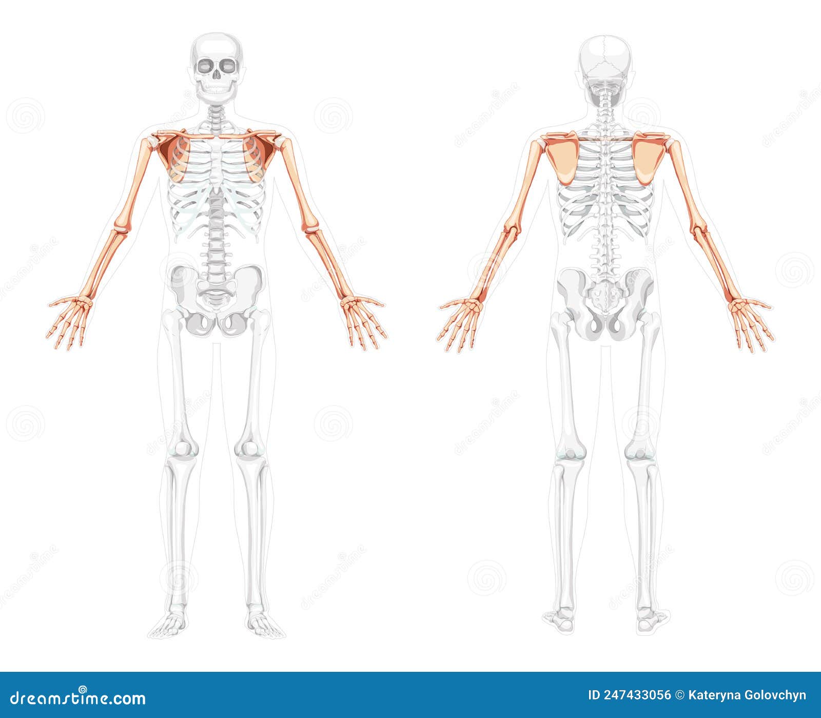 Skeleton Upper Limb Arms with Shoulder Girdle Human Front Back View ...