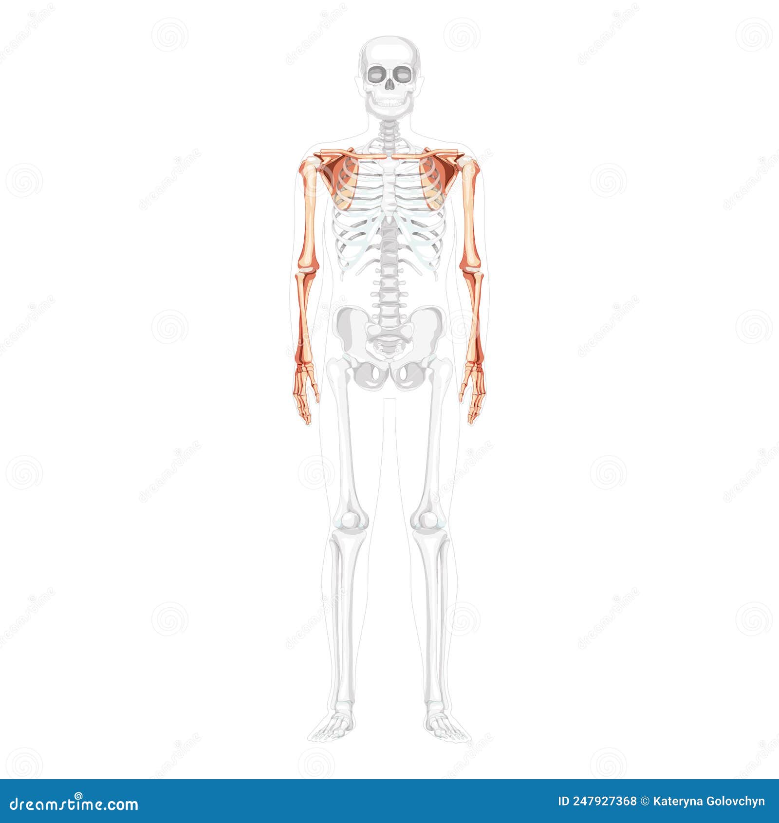 Skeleton Upper Limb Arms with Shoulder Girdle Human Front View with ...
