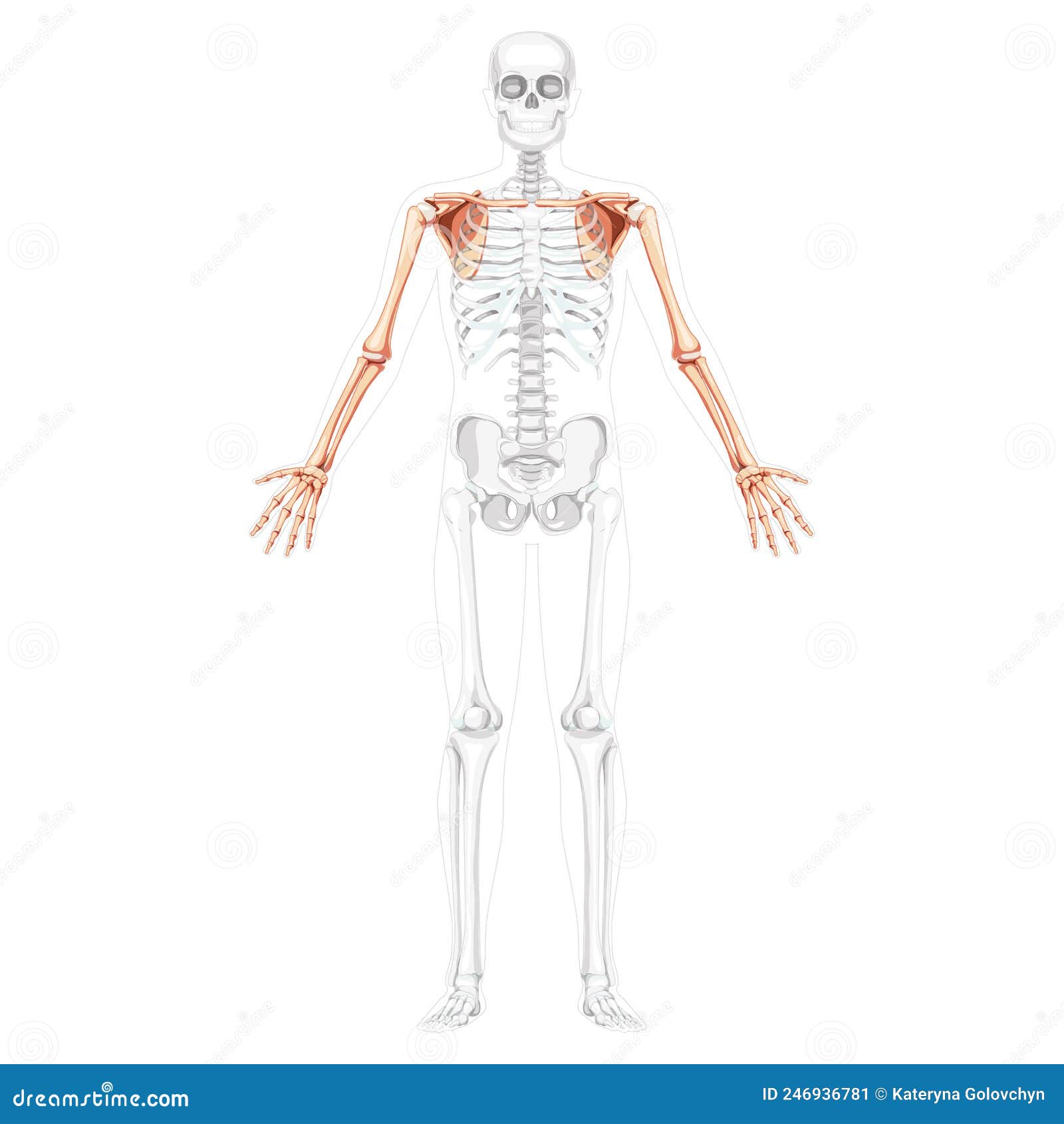 Upper Limb Anatomy Vector Illustration | CartoonDealer.com #275053864