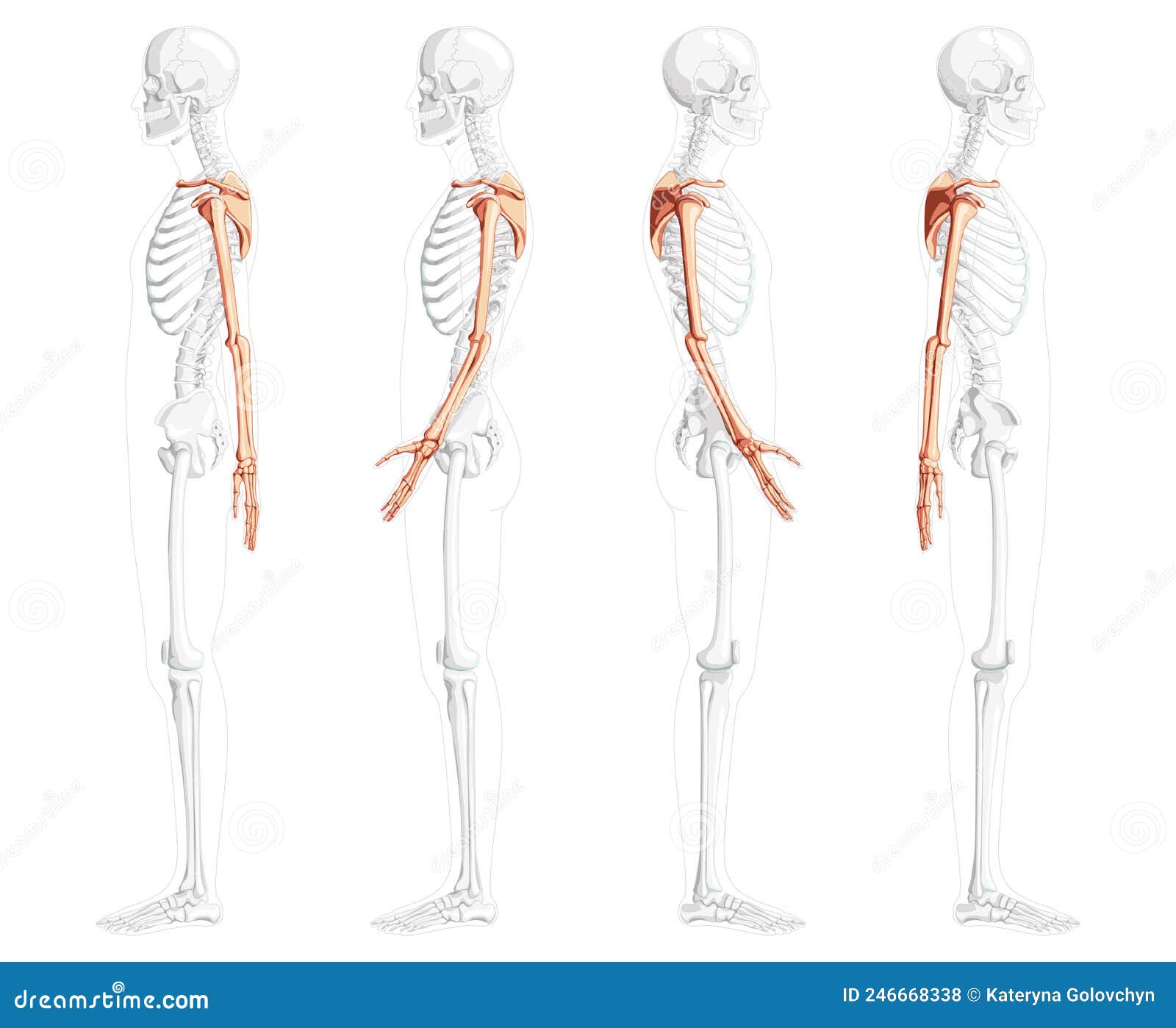 Skeleton Upper Limb Arms with Shoulder Girdle Human Side View with ...