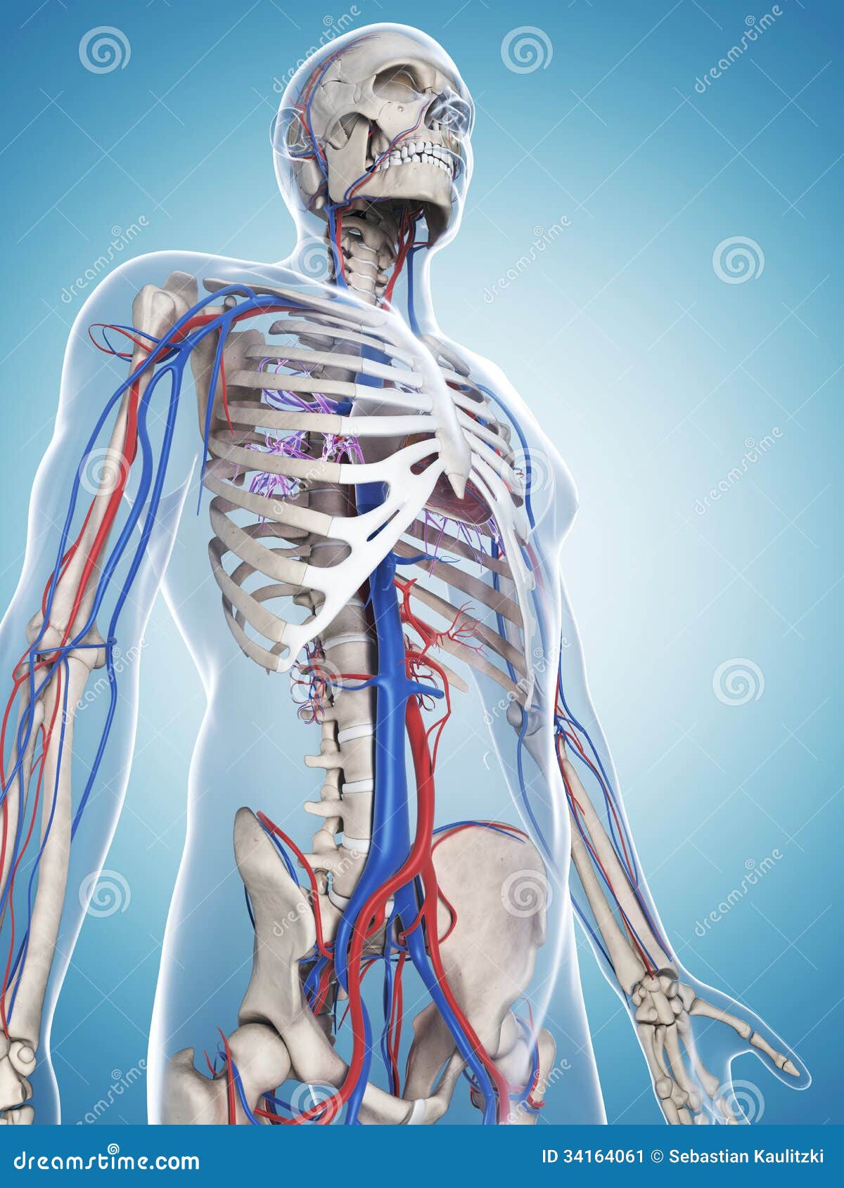 Skeleton and Vascular System Stock Illustration - Illustration of ...