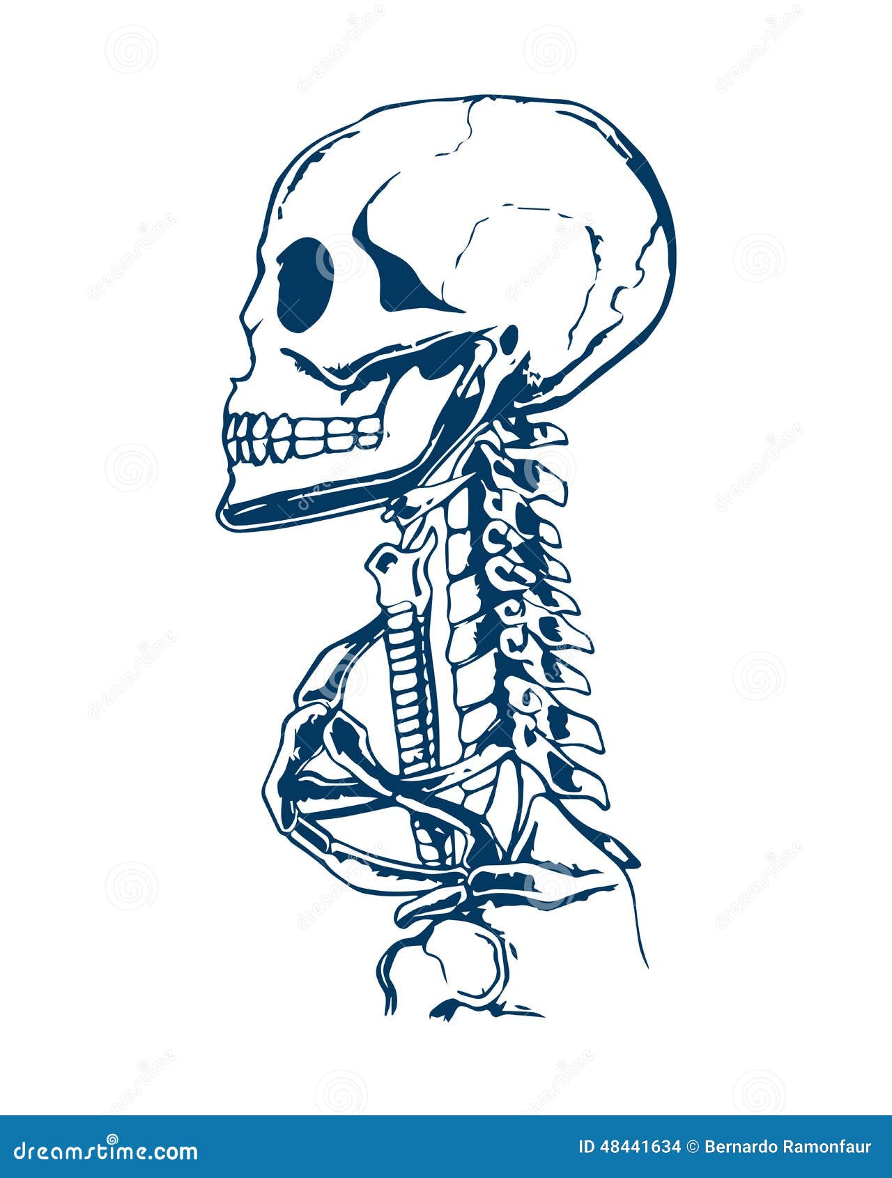 Skull With Backbone Stock Photo | CartoonDealer.com #44728980