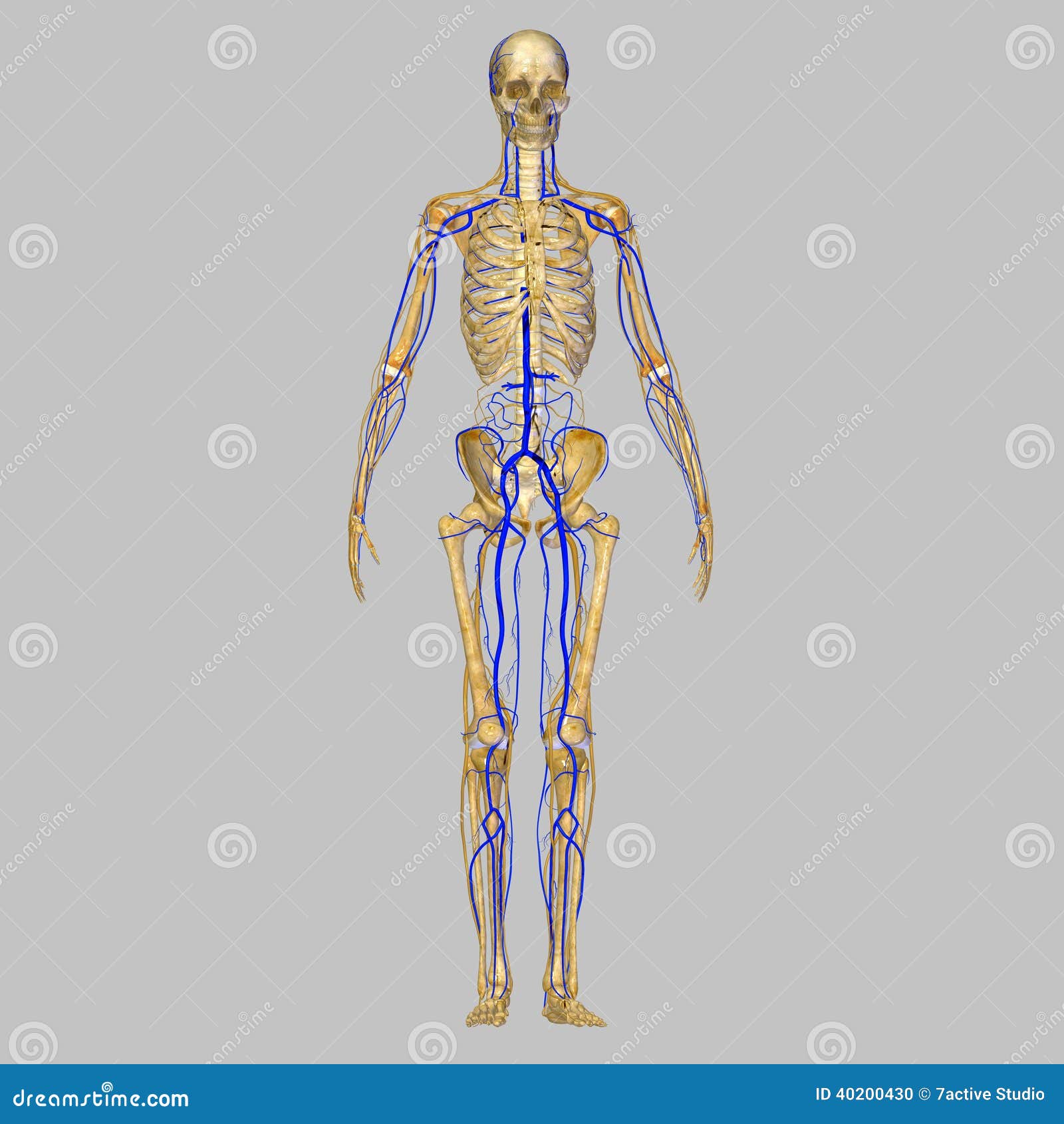 Skeleton with veins stock illustration. Illustration of health - 40200430
