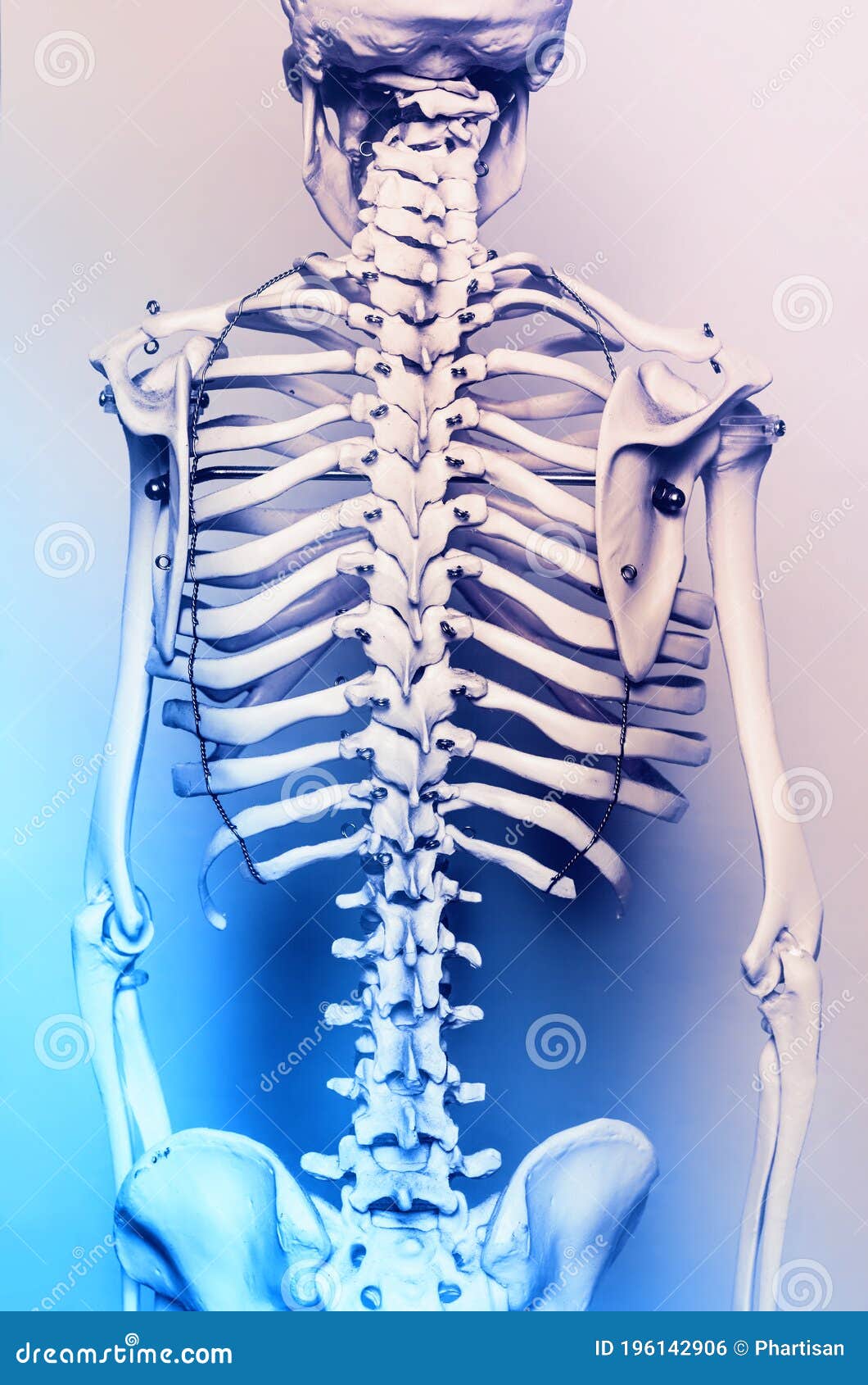 Antique Skeleton Visual Aid Back Spine Pain Stock Illustration ...