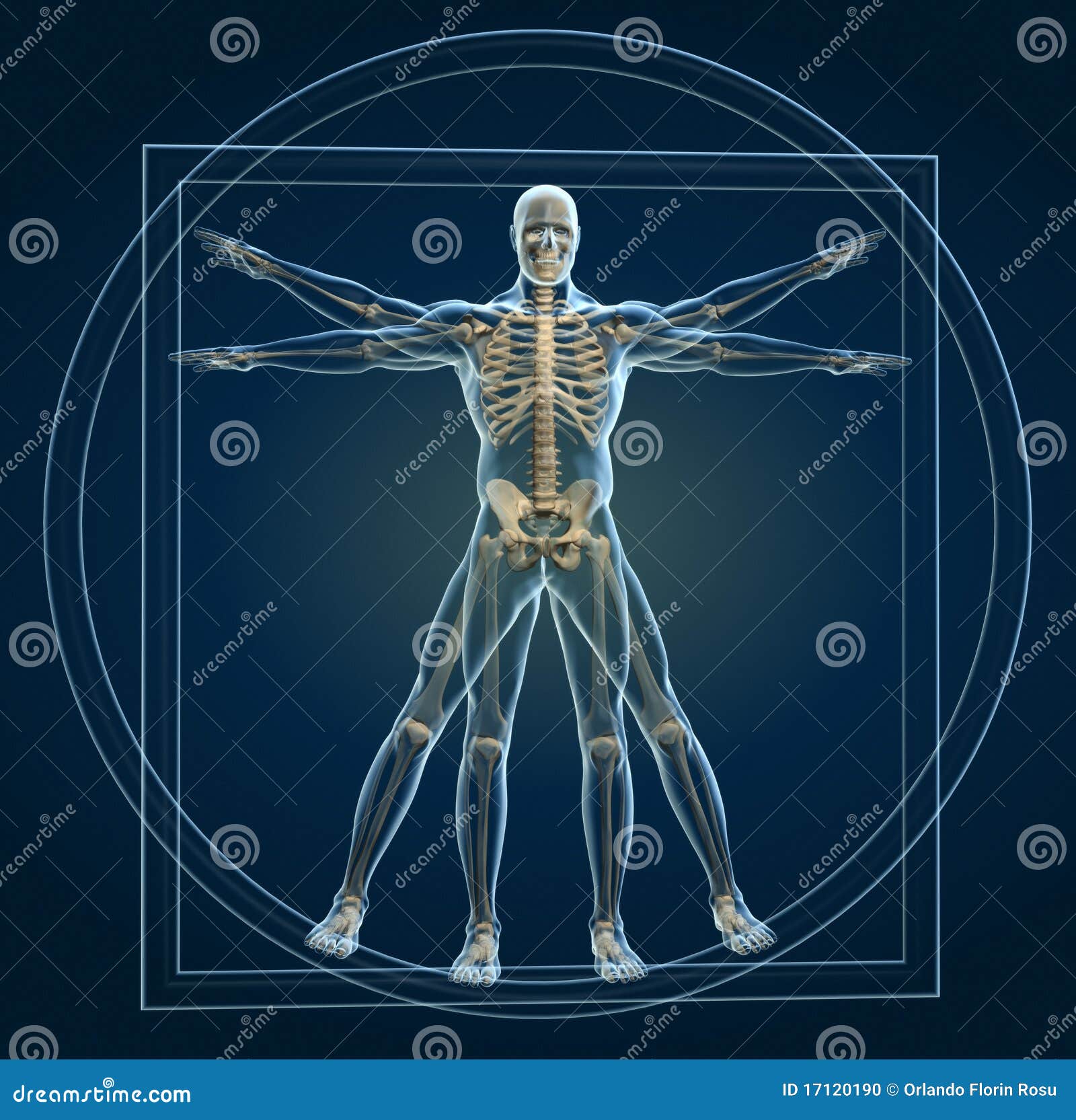 Skeleton in vitruvian editorial image. Illustration of field - 17120190