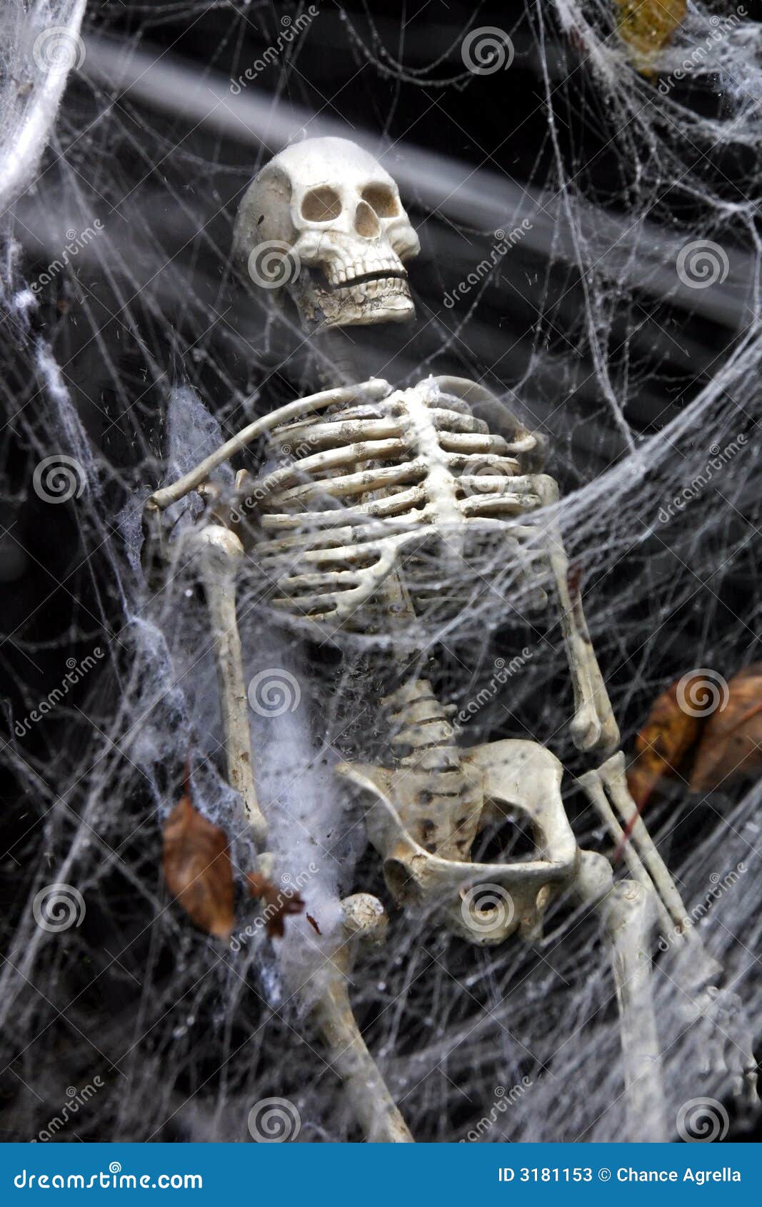 Skeleton in the Web stock image. Image of skull, skeleton - 3181153