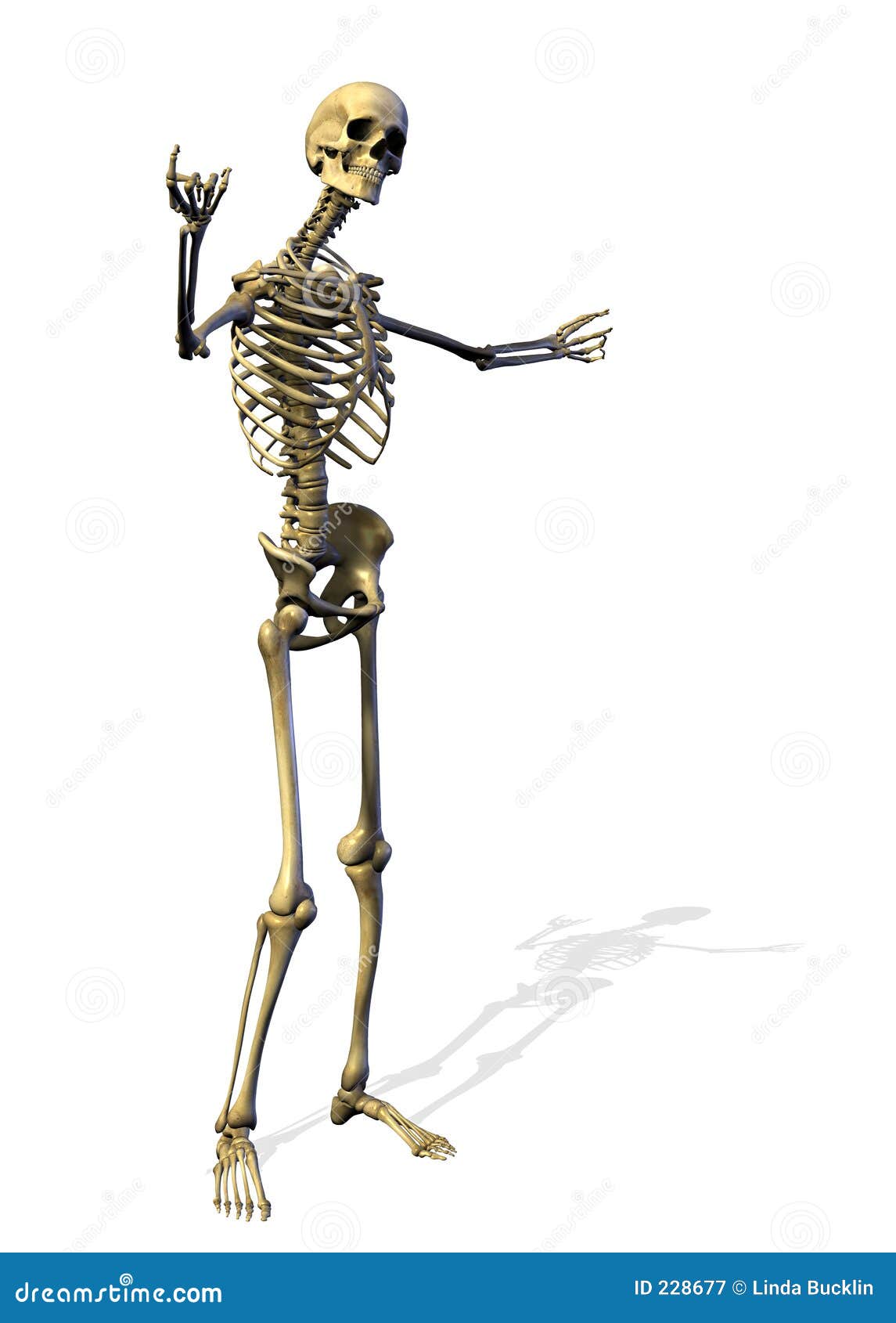 Skeleton - Welcome Gesture - Includes Clipping Path Stock Illustration ...