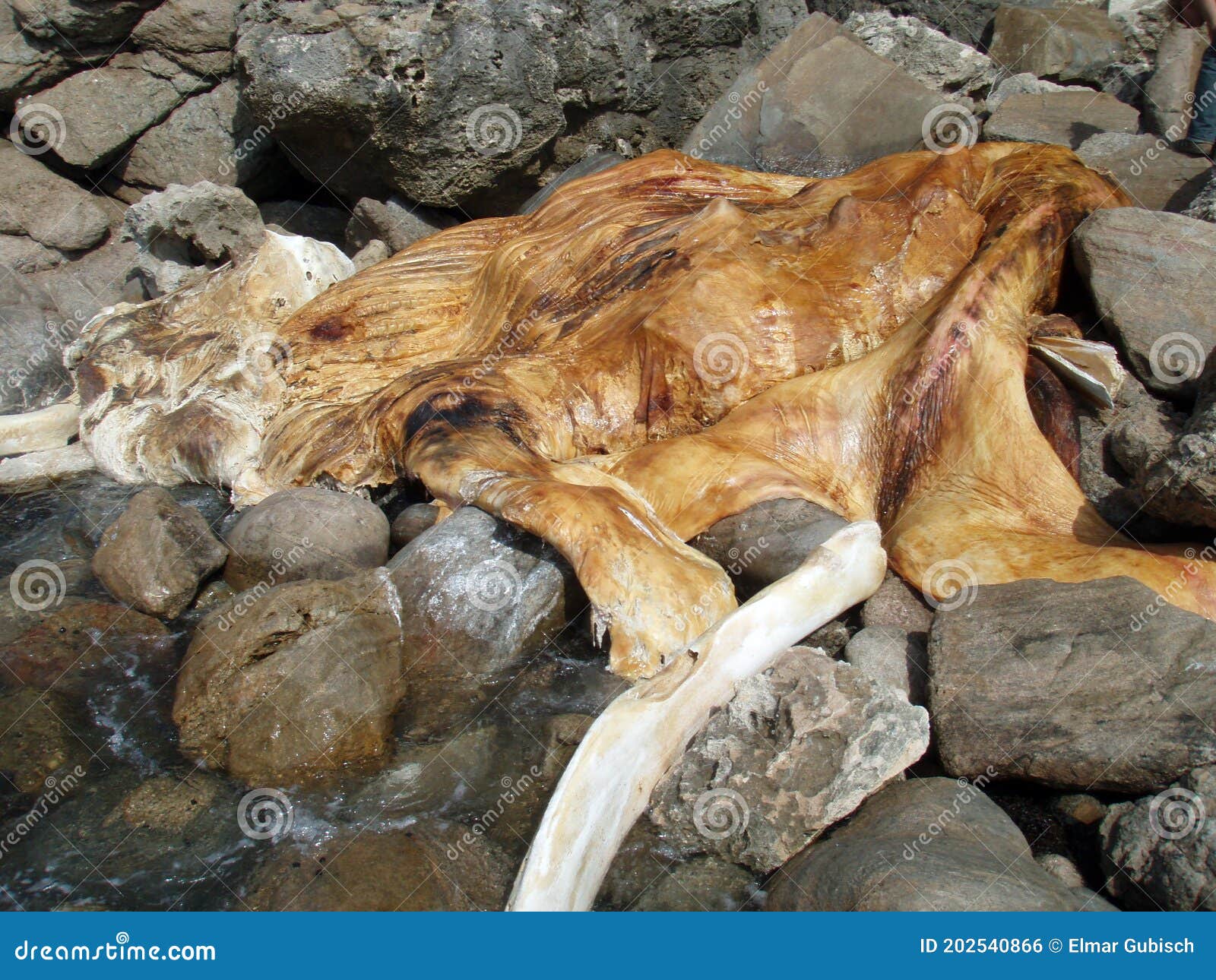 The skeleton of a whale stock photo. Image of cetacea - 202540866