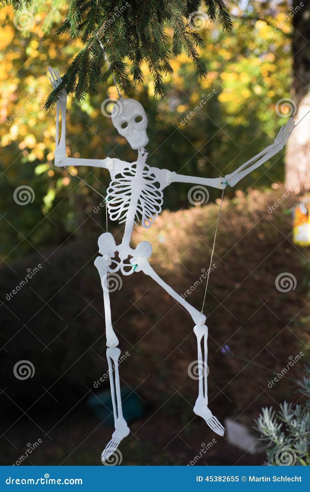 Skeleton stock image. Image of examination, dead, joint - 45382655