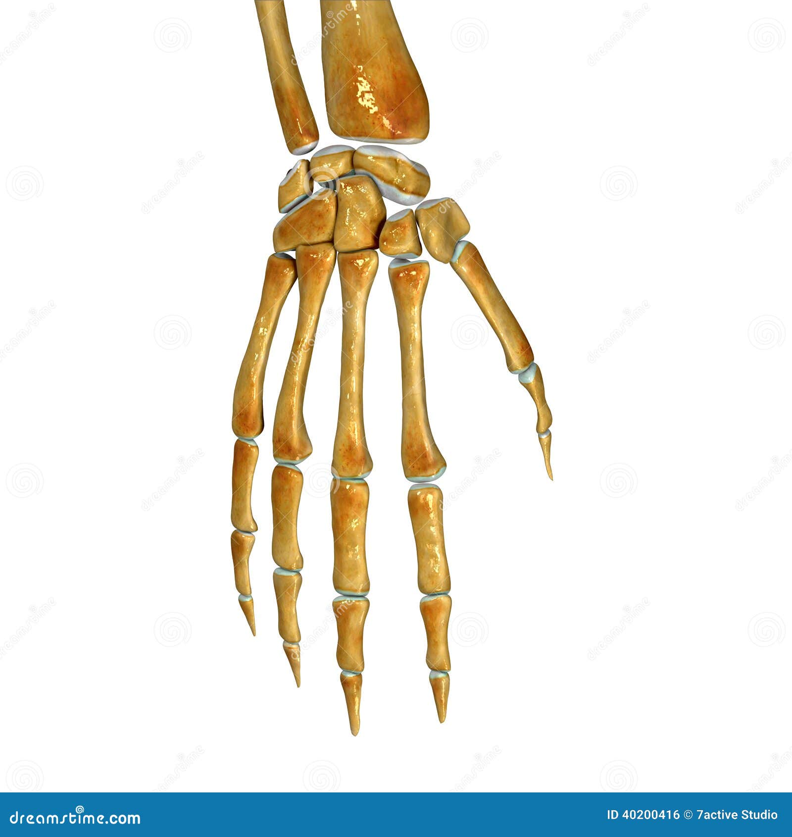 Skeleton wrist stock illustration. Image of bones, science - 40200416