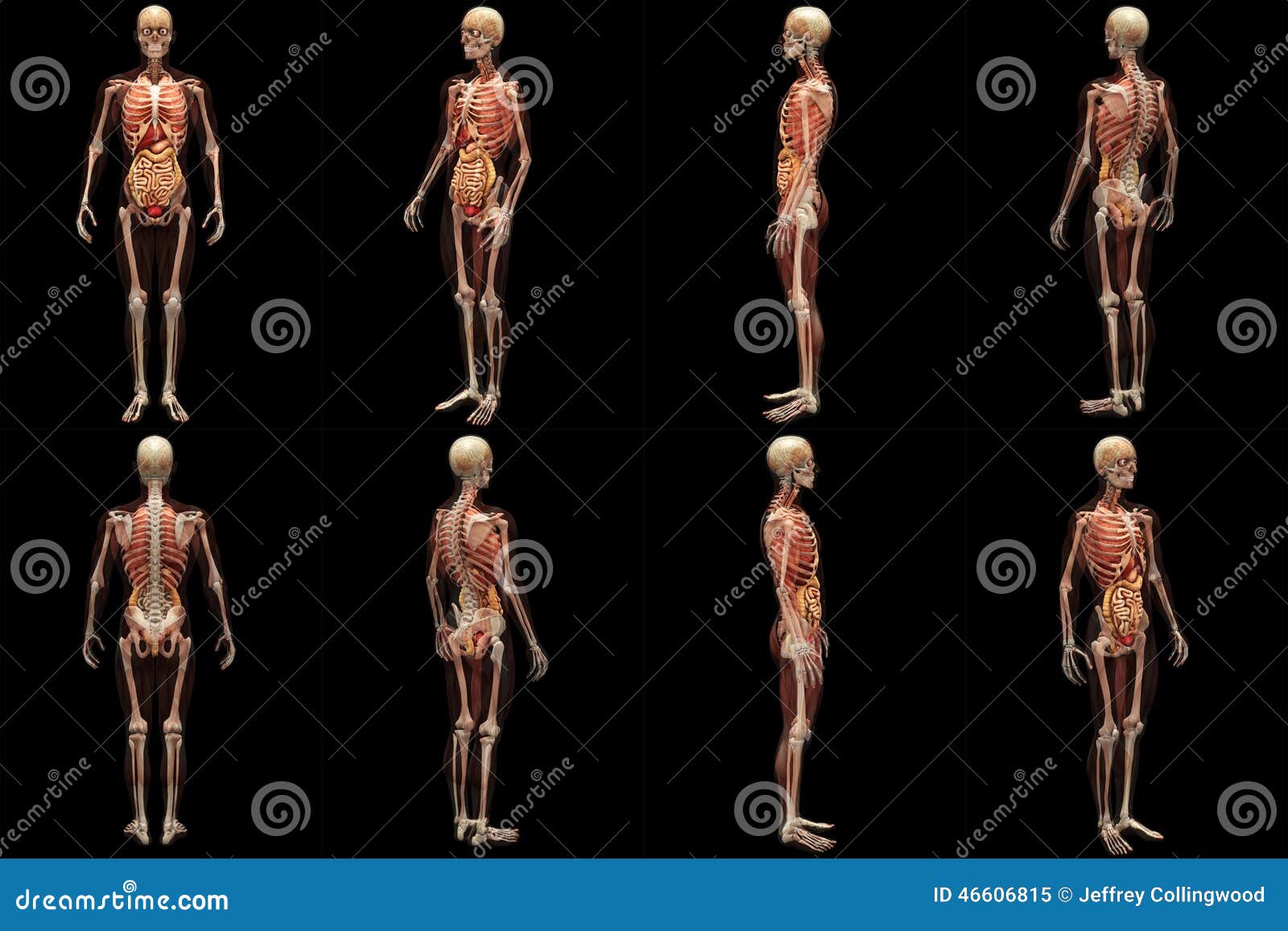 Skeleton X-Ray With Muscles And Internal Organs Royalty-Free Stock ...