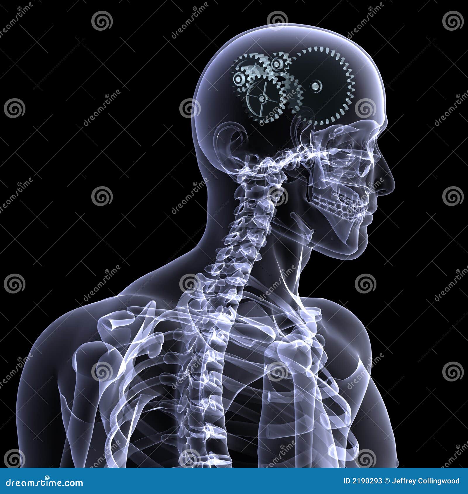 Skeleton X-Ray - Wheels A Turn Royalty-Free Stock Photography ...
