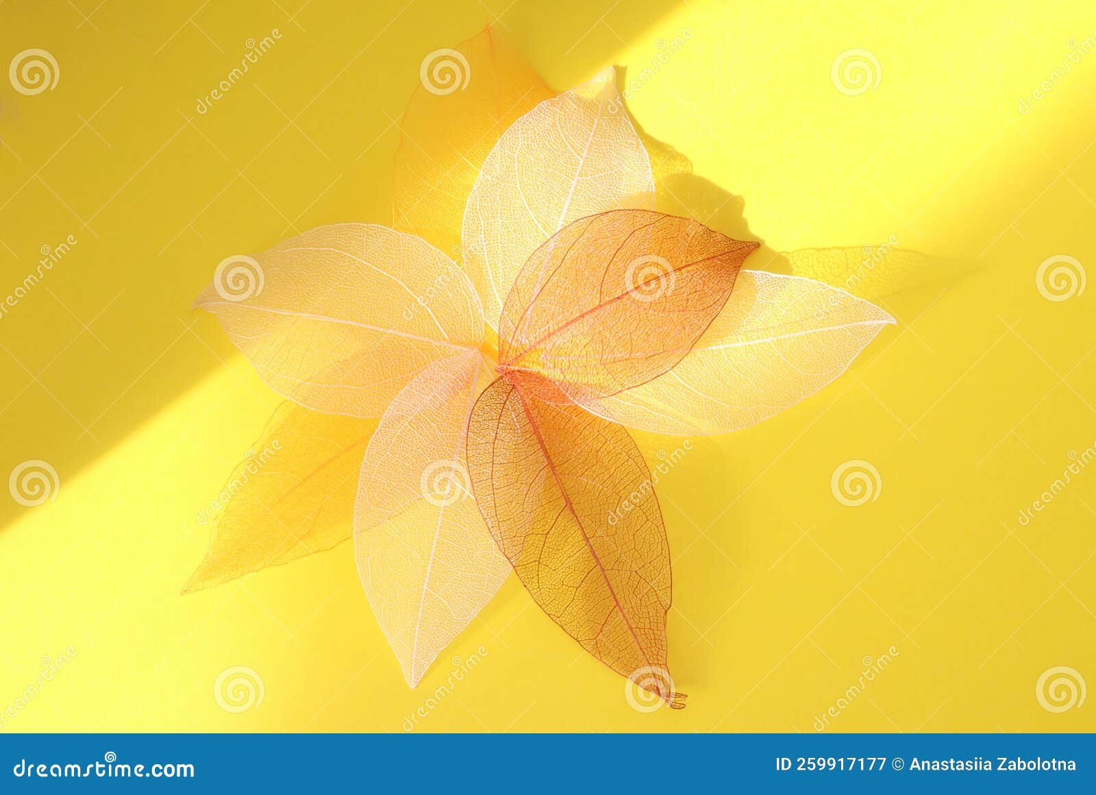 Skeleton of Yellow Leaf Set. Skeletonized Leaf on a Yellow Background ...