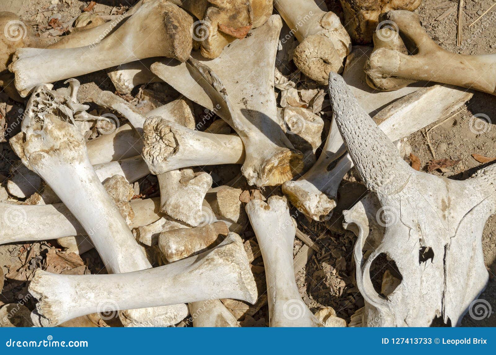 Animal bones in the open stock image. Image of bones - 127413733