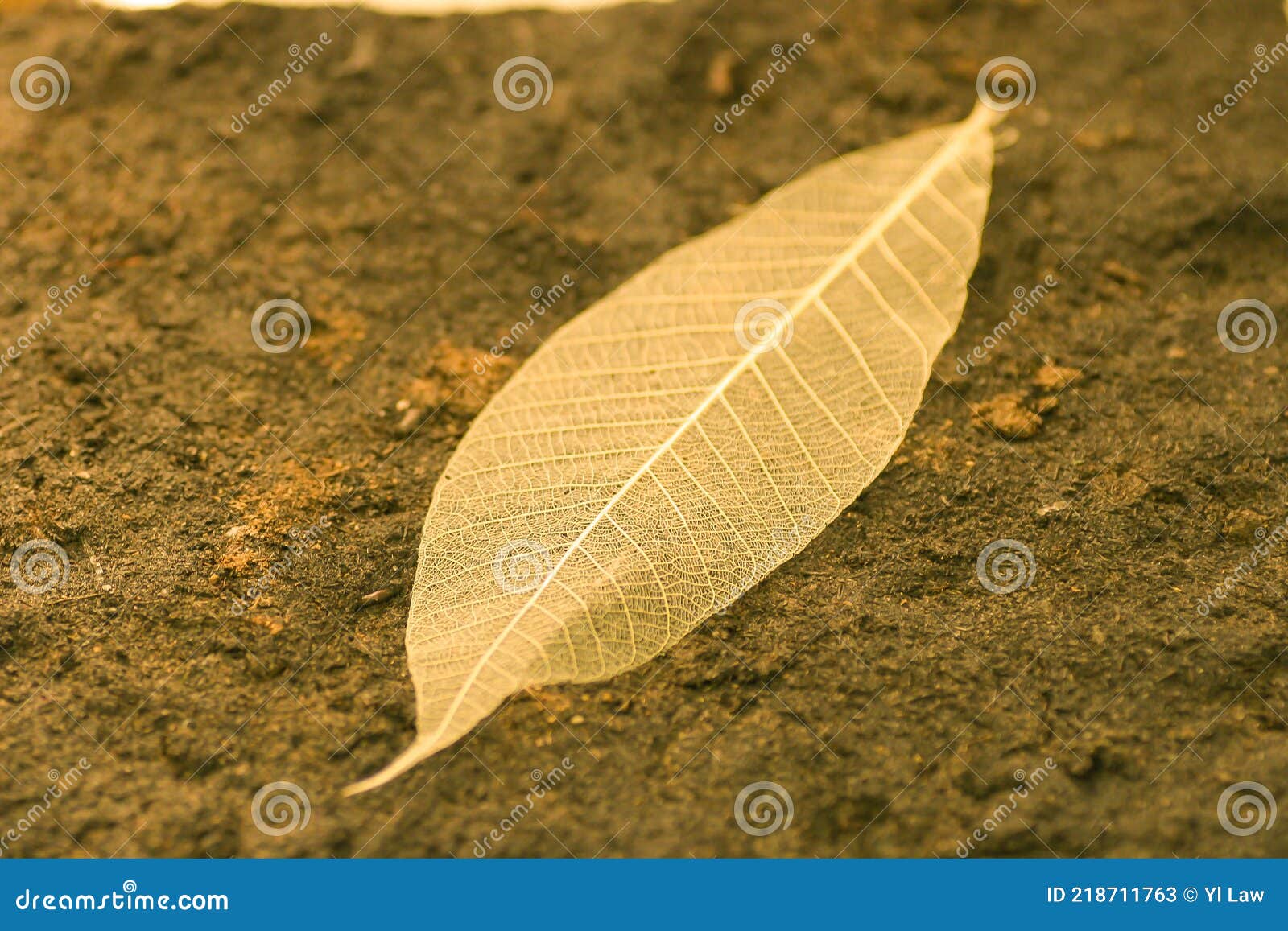 The Skeletonized Leaf of a Tree on a Earth Stock Image - Image of leaf ...