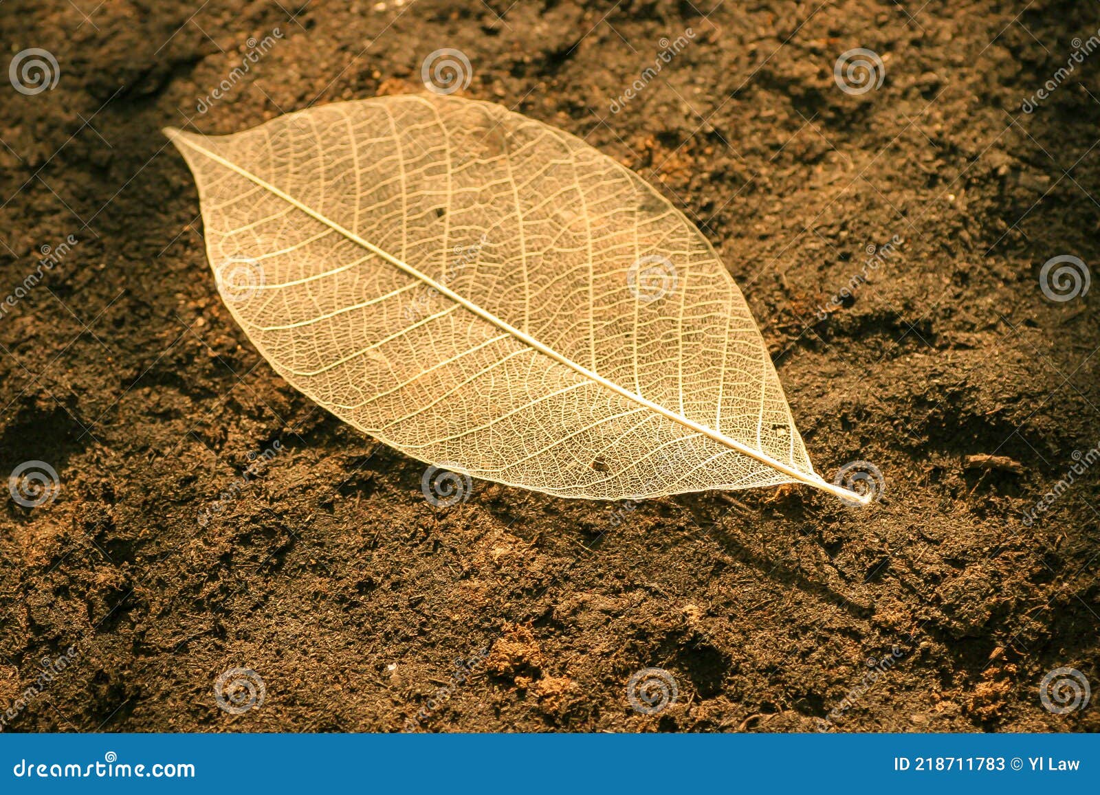 The Skeletonized Leaf of a Tree on a Earth Stock Image - Image of ...