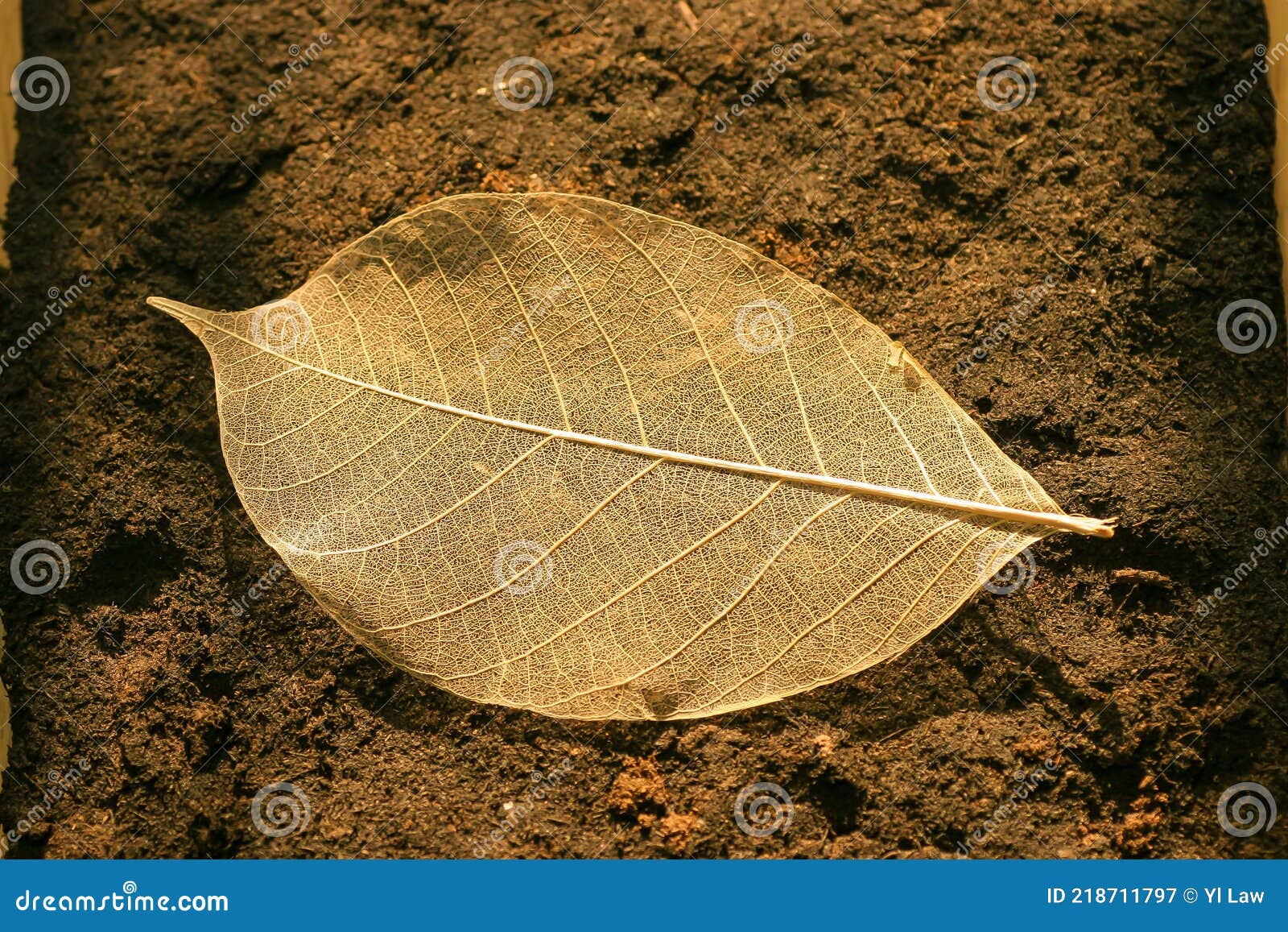 The Skeletonized Leaf of a Tree on a Earth Stock Image - Image of ...