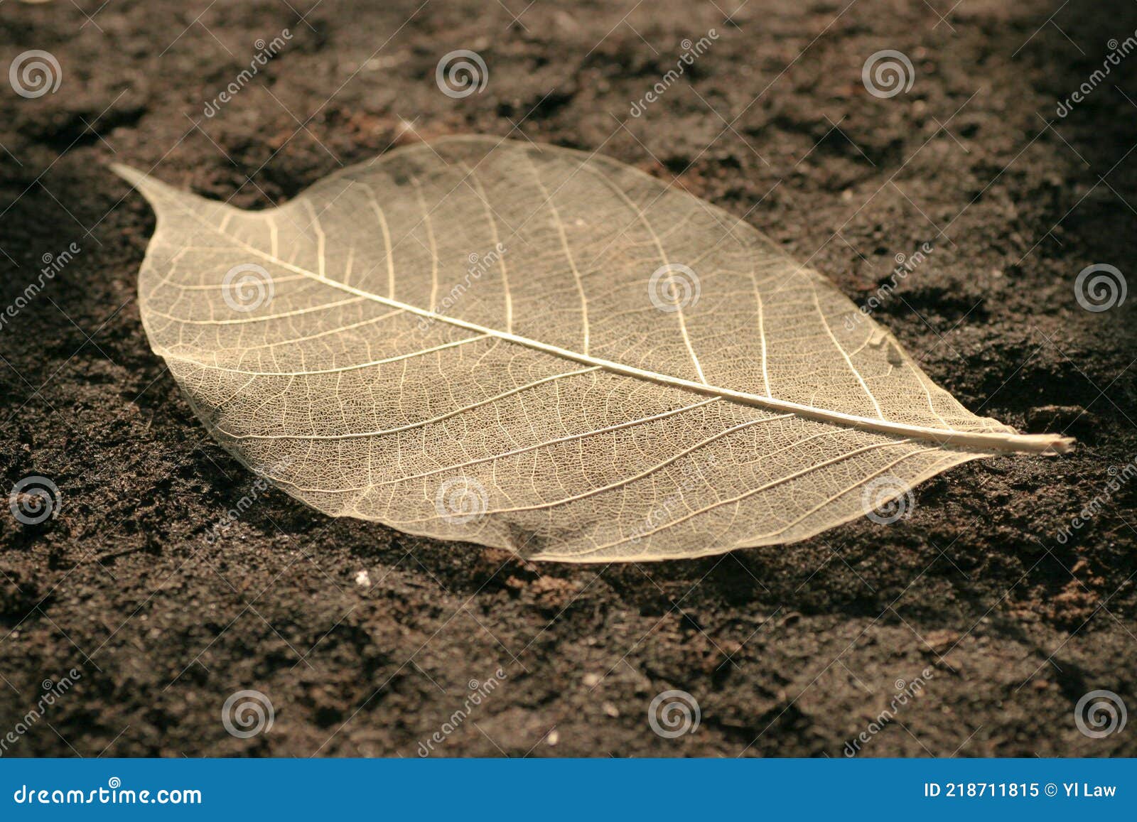 The Skeletonized Leaf of a Tree on a Earth Stock Image - Image of ...
