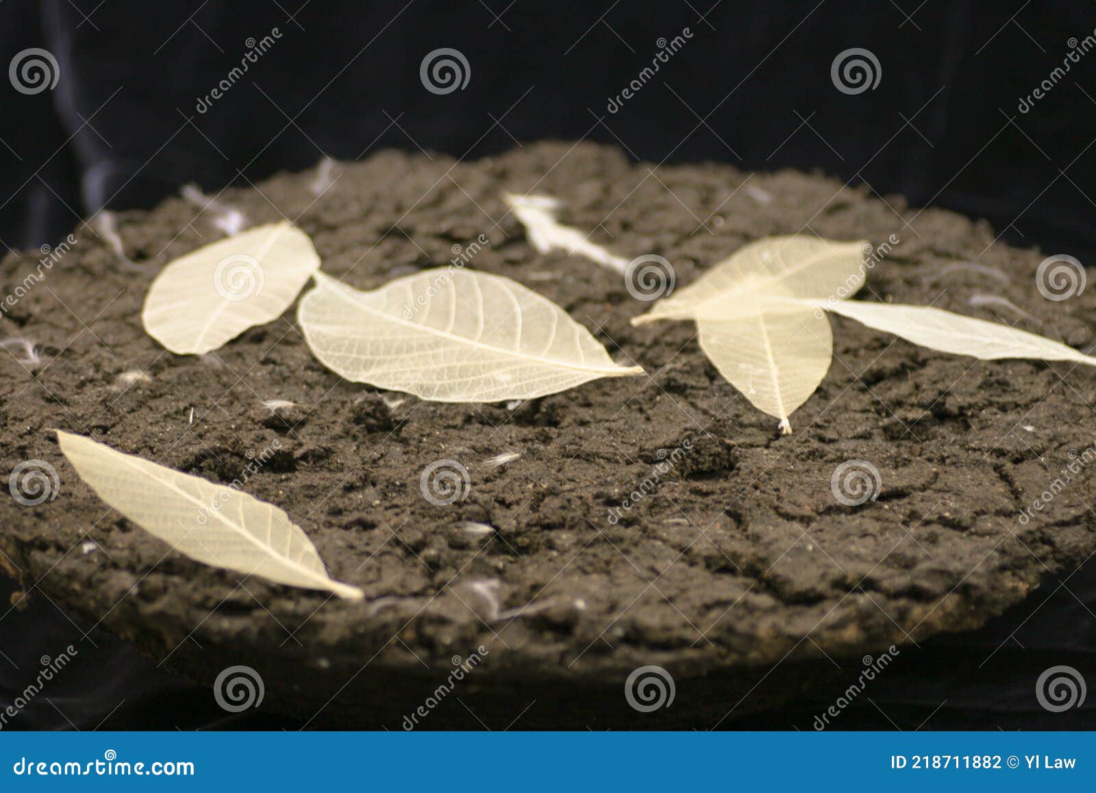 The Skeletonized Leaf of a Tree on a Earth Stock Photo - Image of plant ...