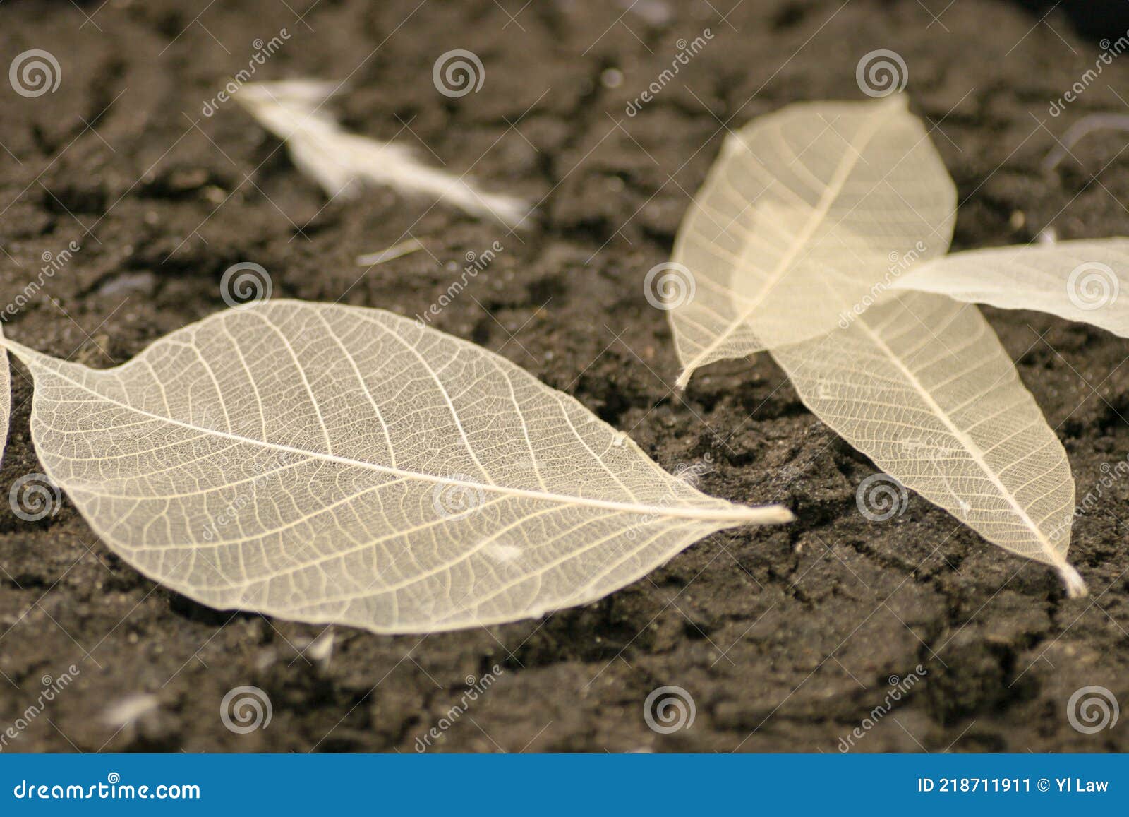The Skeletonized Leaf of a Tree on a Earth Stock Image - Image of ...