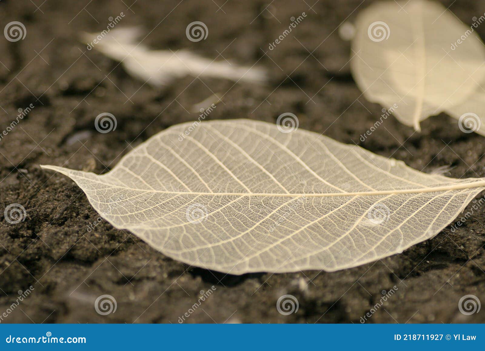 The Skeletonized Leaf of a Tree on a Earth Stock Image - Image of ...