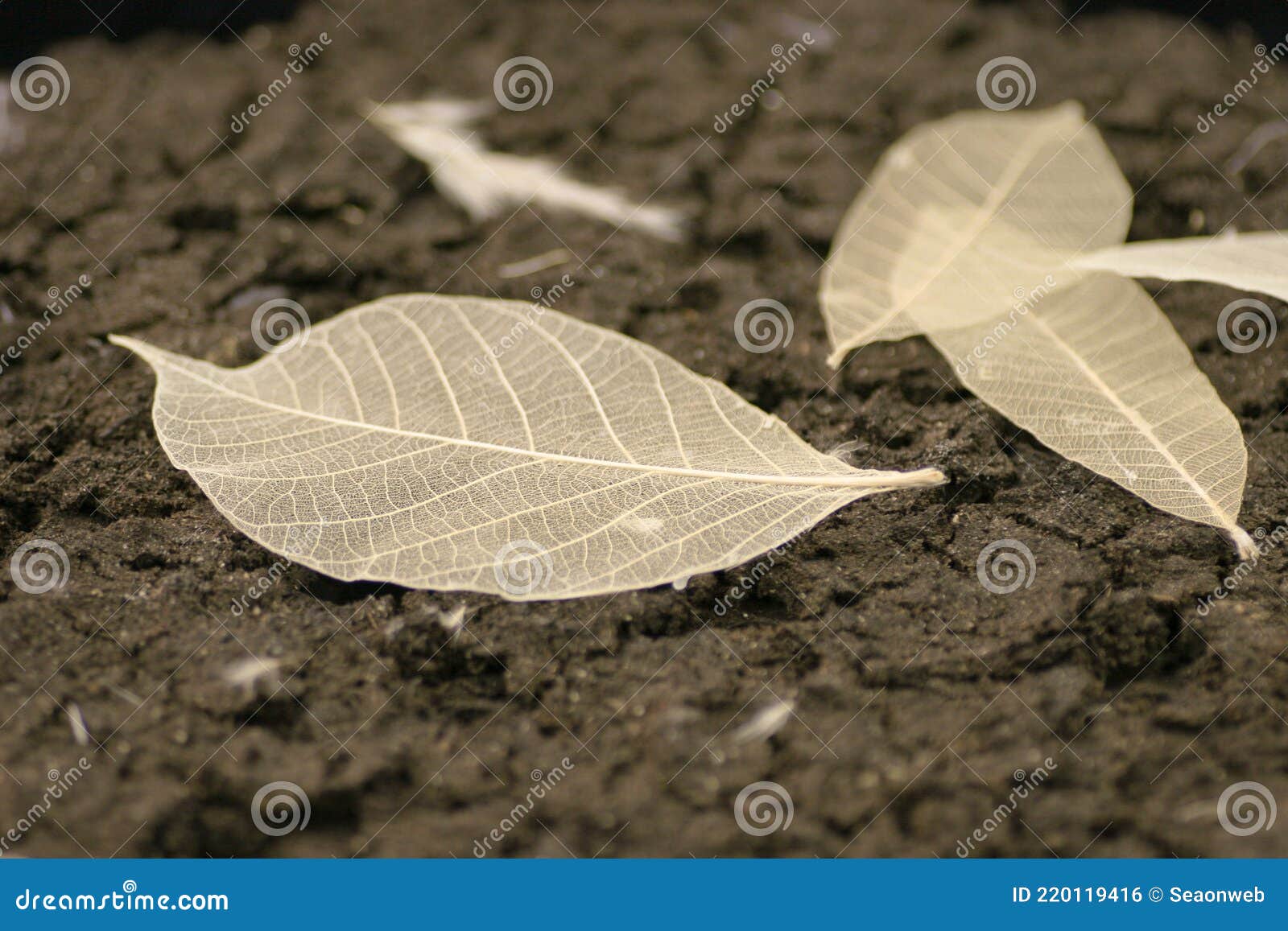The Skeletonized Leaf of a Tree on a Earth Stock Photo - Image of plant ...