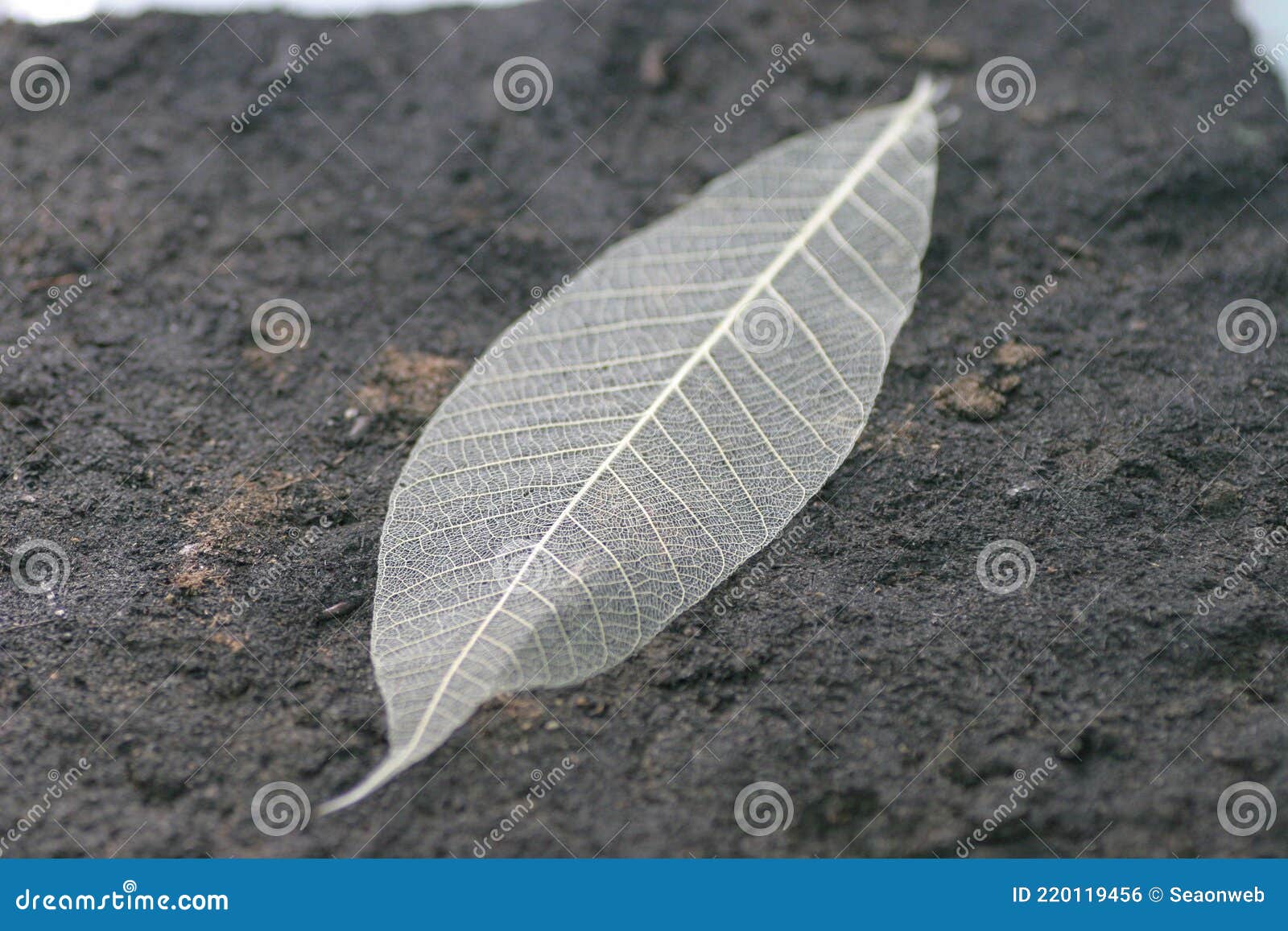 The Skeletonized Leaf of a Tree on a Earth Stock Photo - Image of ...