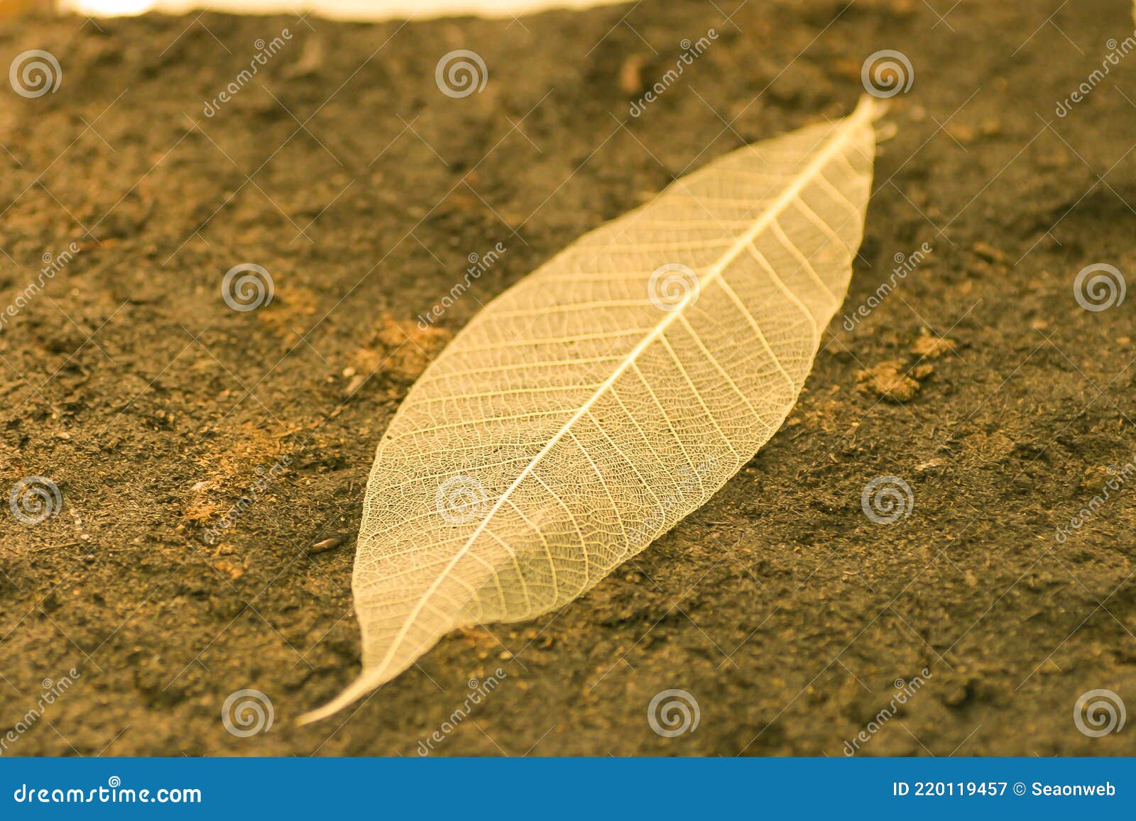 The Skeletonized Leaf of a Tree on a Earth Stock Image - Image of ...