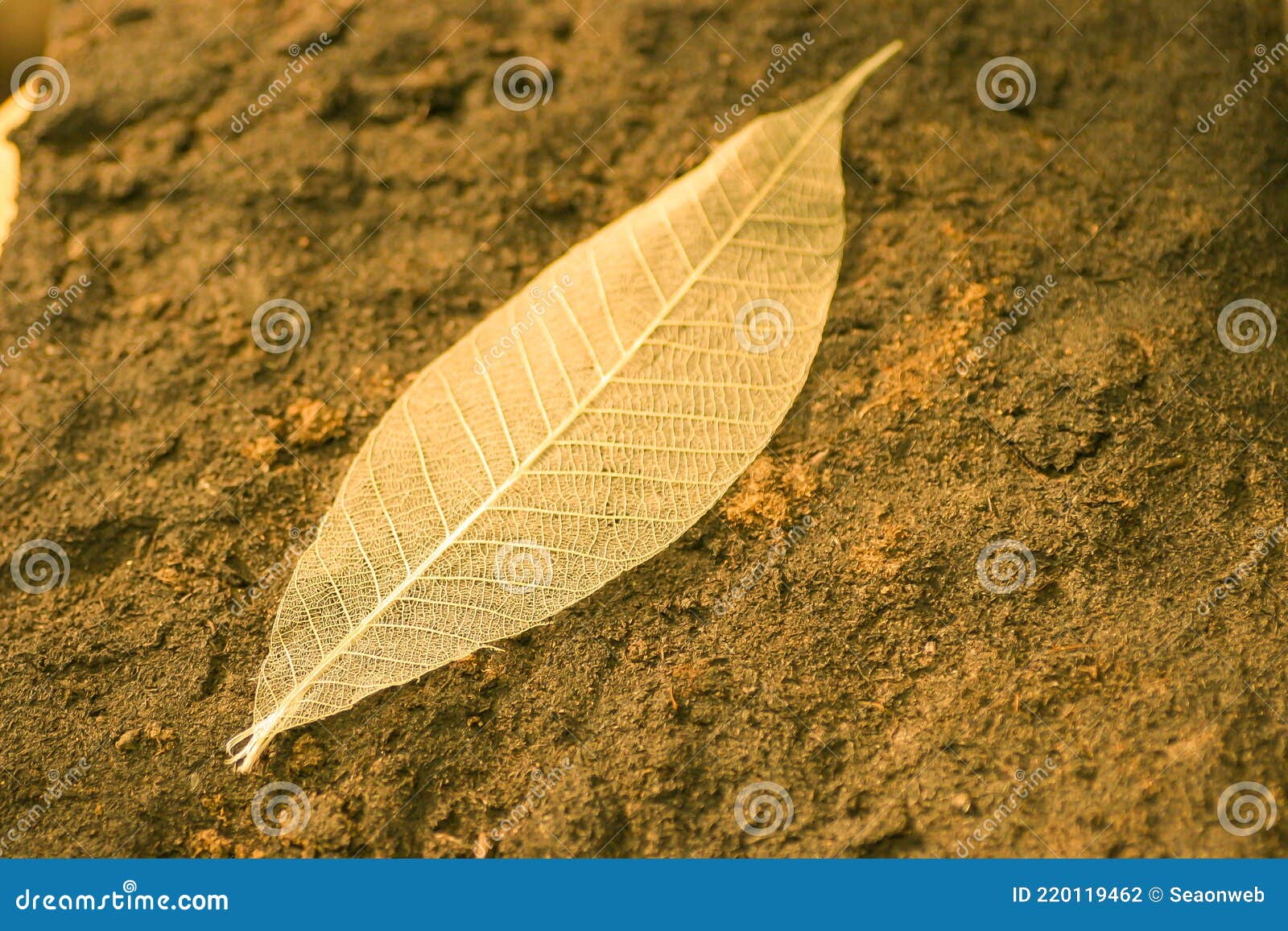 The Skeletonized Leaf of a Tree on a Earth Stock Photo - Image of ...