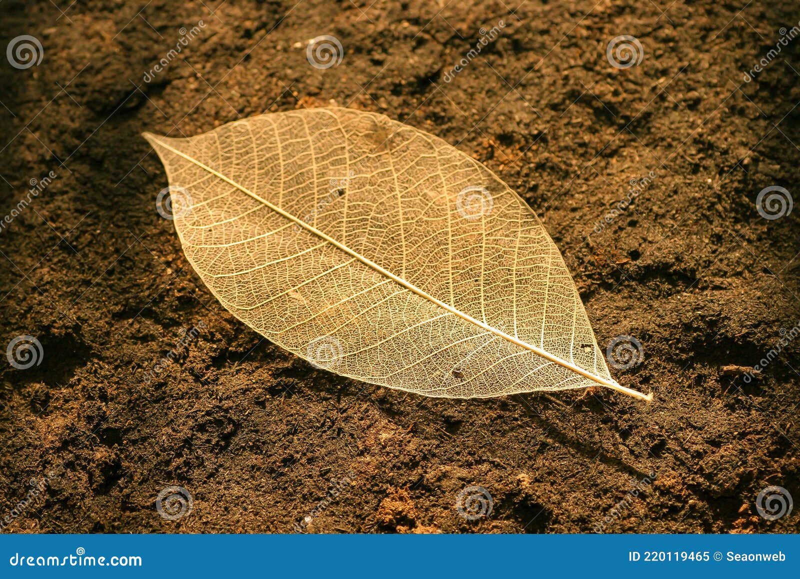 The Skeletonized Leaf of a Tree on a Earth Stock Image - Image of ...