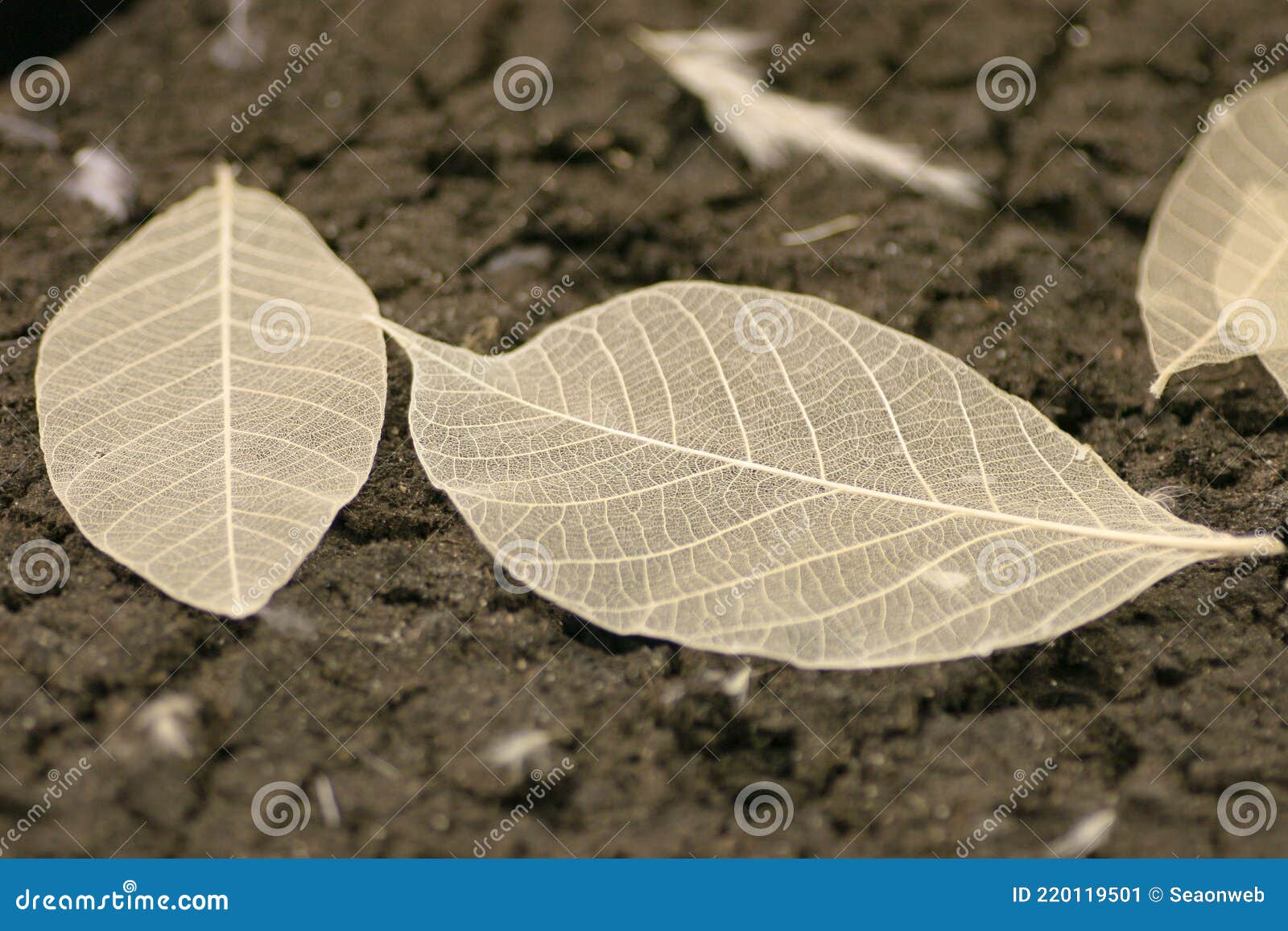 The Skeletonized Leaf of a Tree on a Earth Stock Image - Image of ...