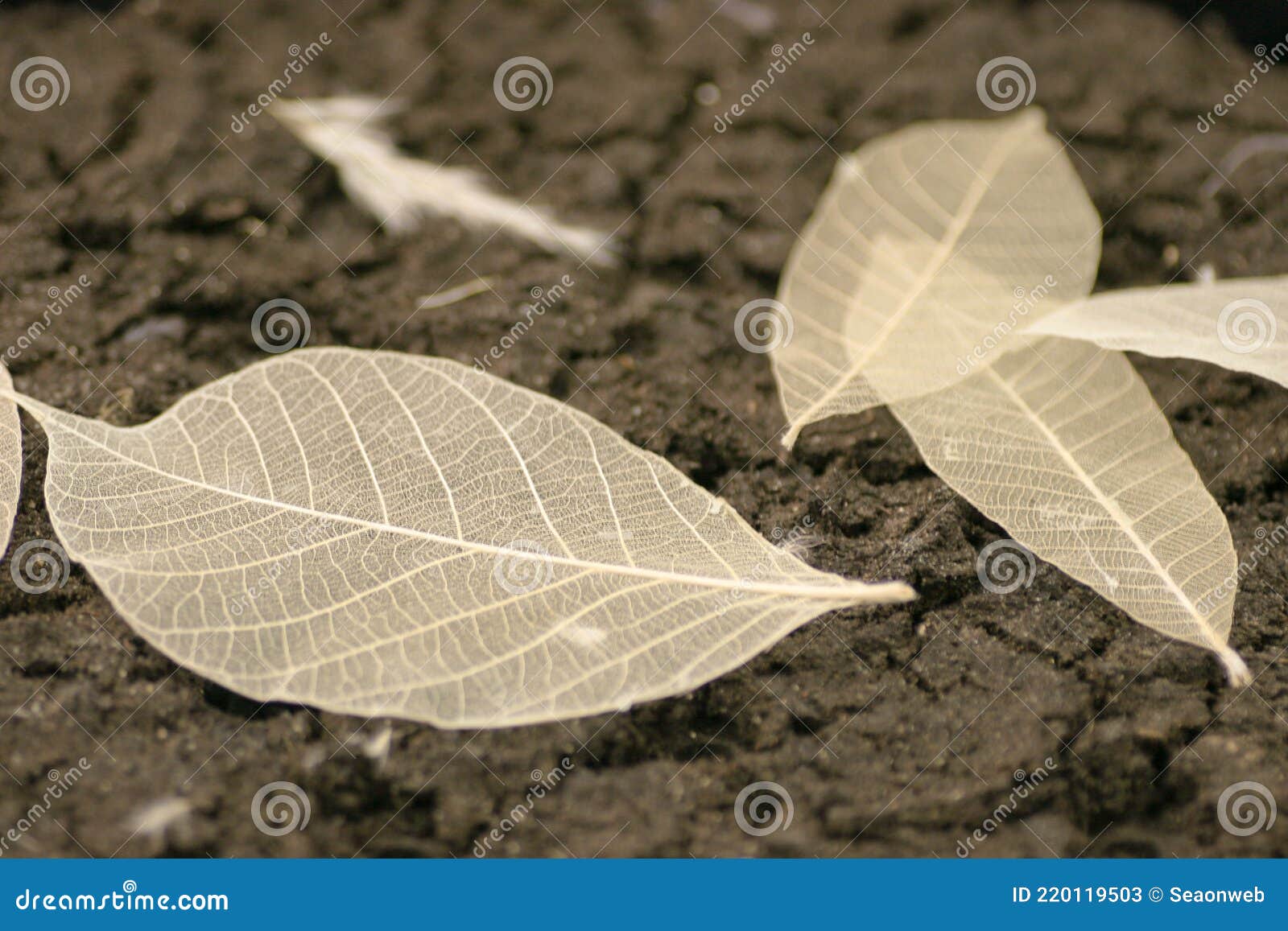The Skeletonized Leaf of a Tree on a Earth Stock Image - Image of ...