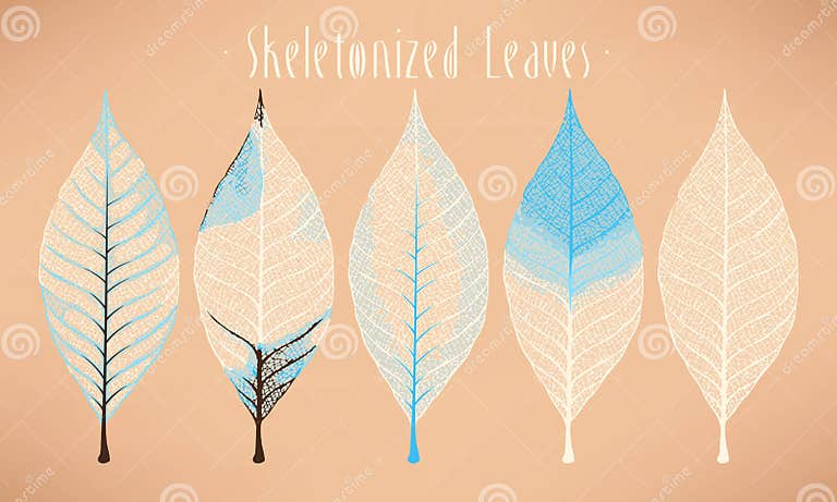 Skeletonized Leaves Collection Stock Vector - Illustration of ...