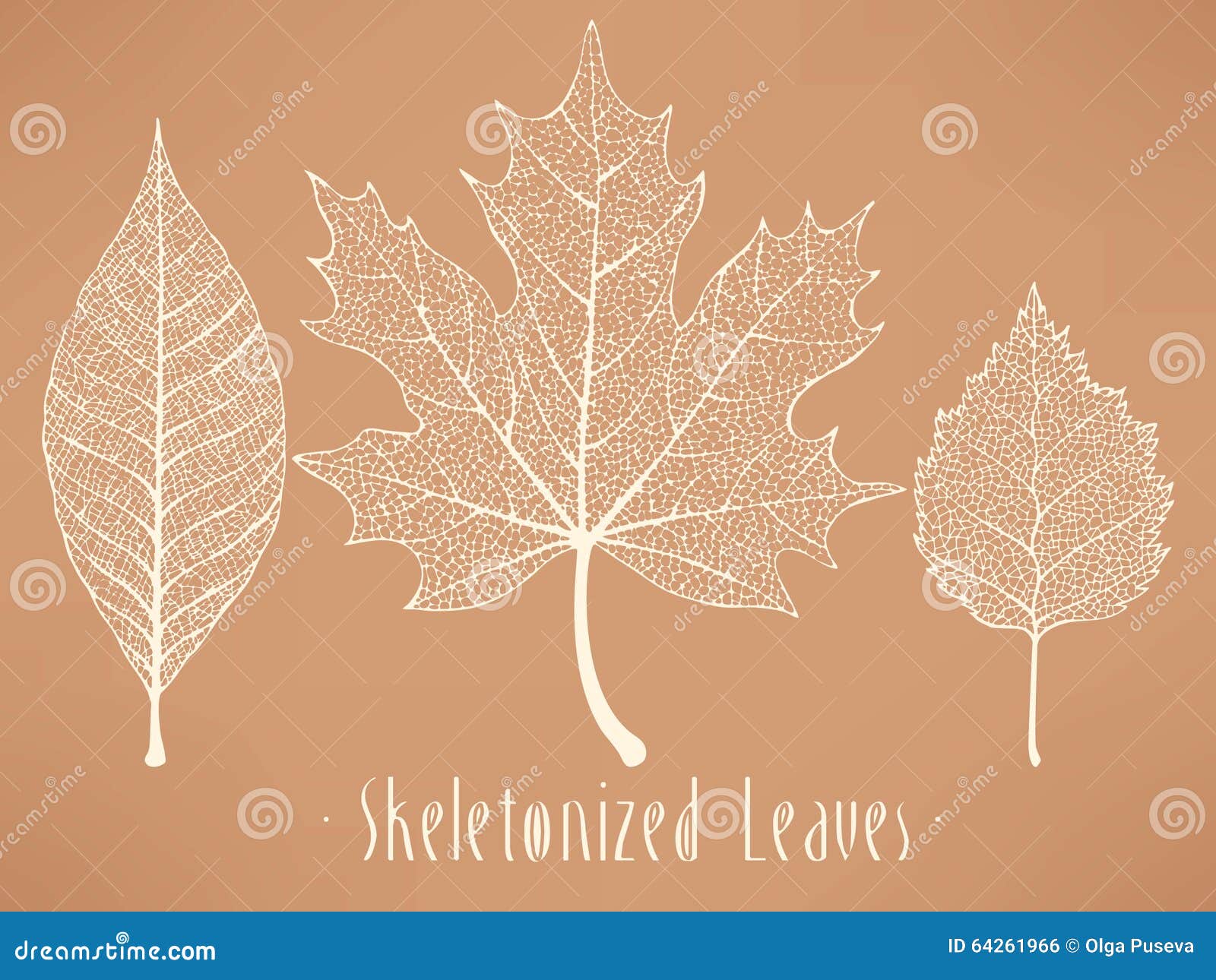 Skeletonized Leaves Collection Stock Vector - Illustration of print ...