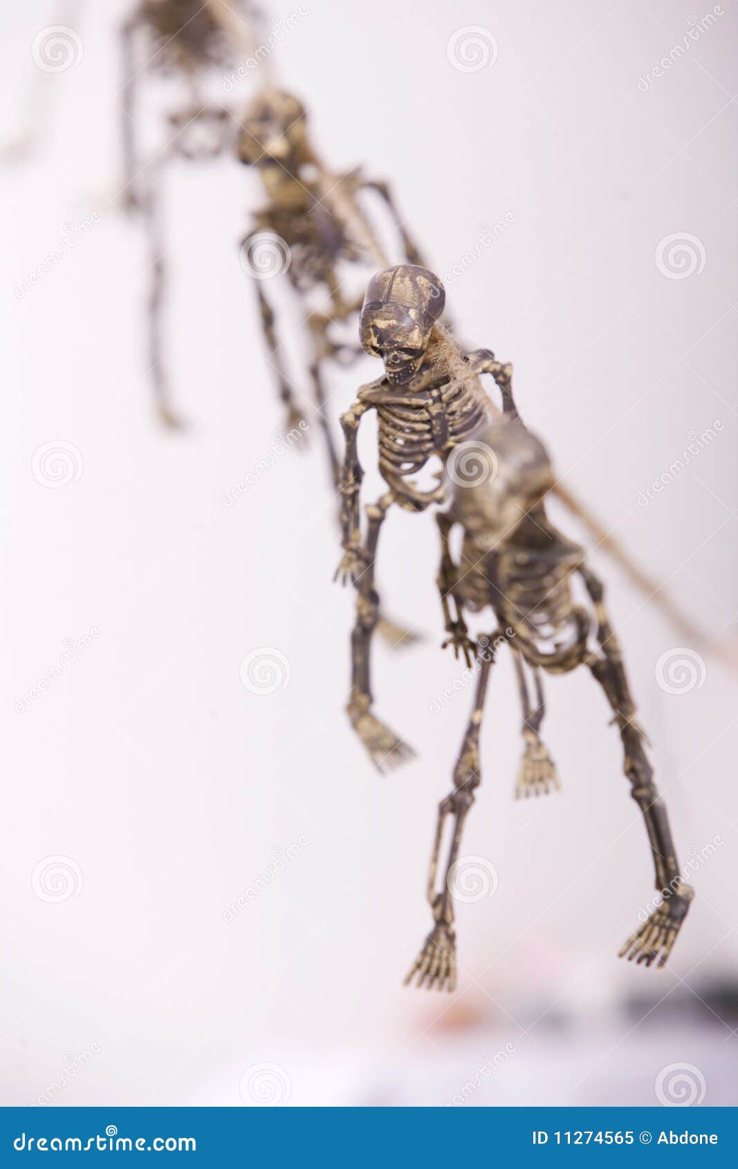 Skeletons stock image. Image of fear, treat, hanged, skeletons - 11274565