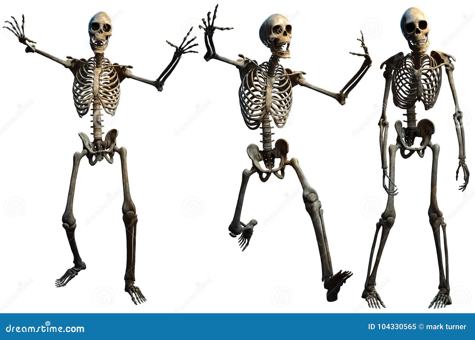 Set Of Realistic Skeletons Isolated On Gray Background. Anterior ...