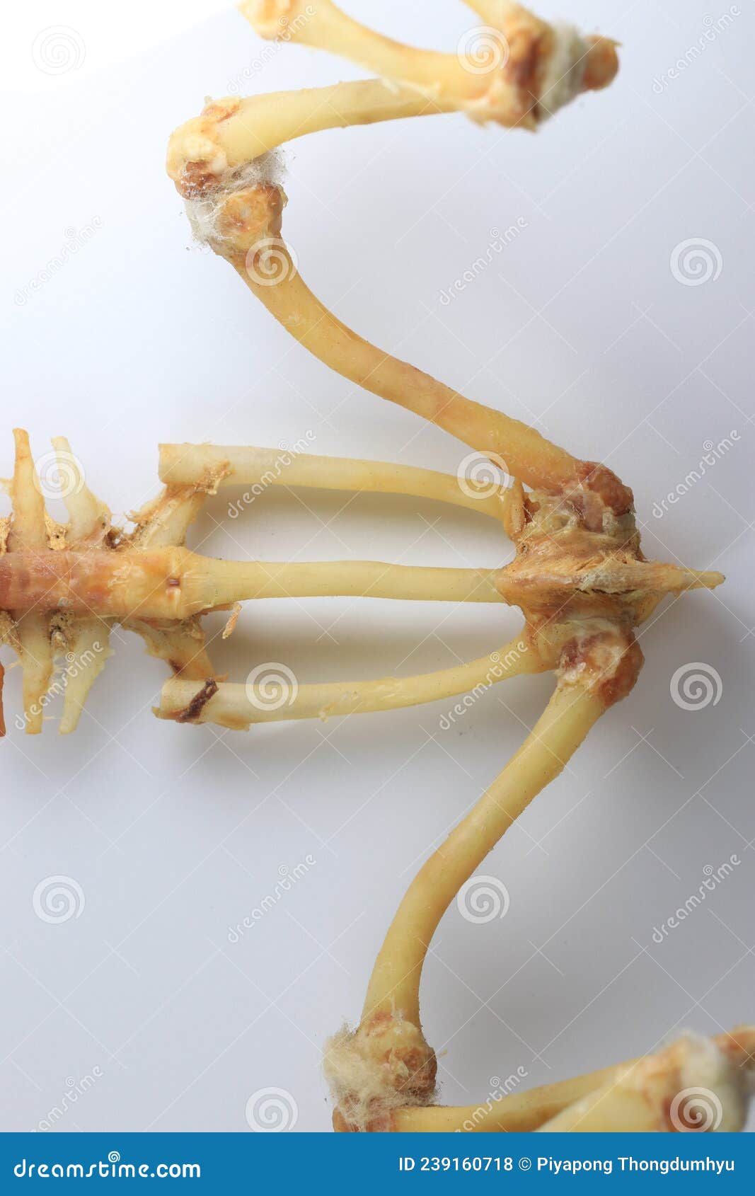 Skeletons Frog Bones in a Laboratory. Stock Photo - Image of femur ...