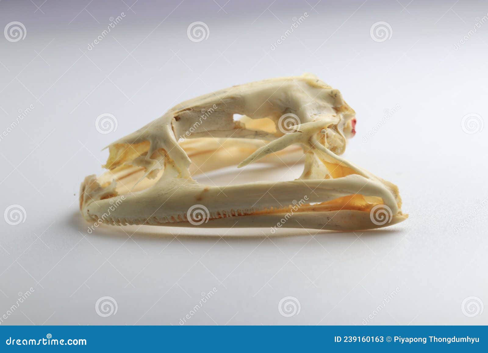 Skeletons Frog Bones in a Laboratory. Stock Image - Image of bone ...