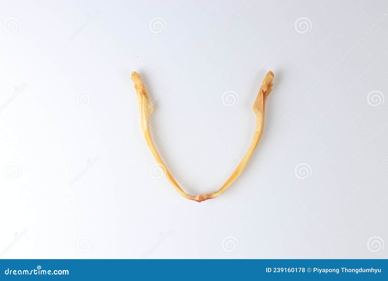 Skeletons Frog Bones in a Laboratory. Stock Photo - Image of detailed ...