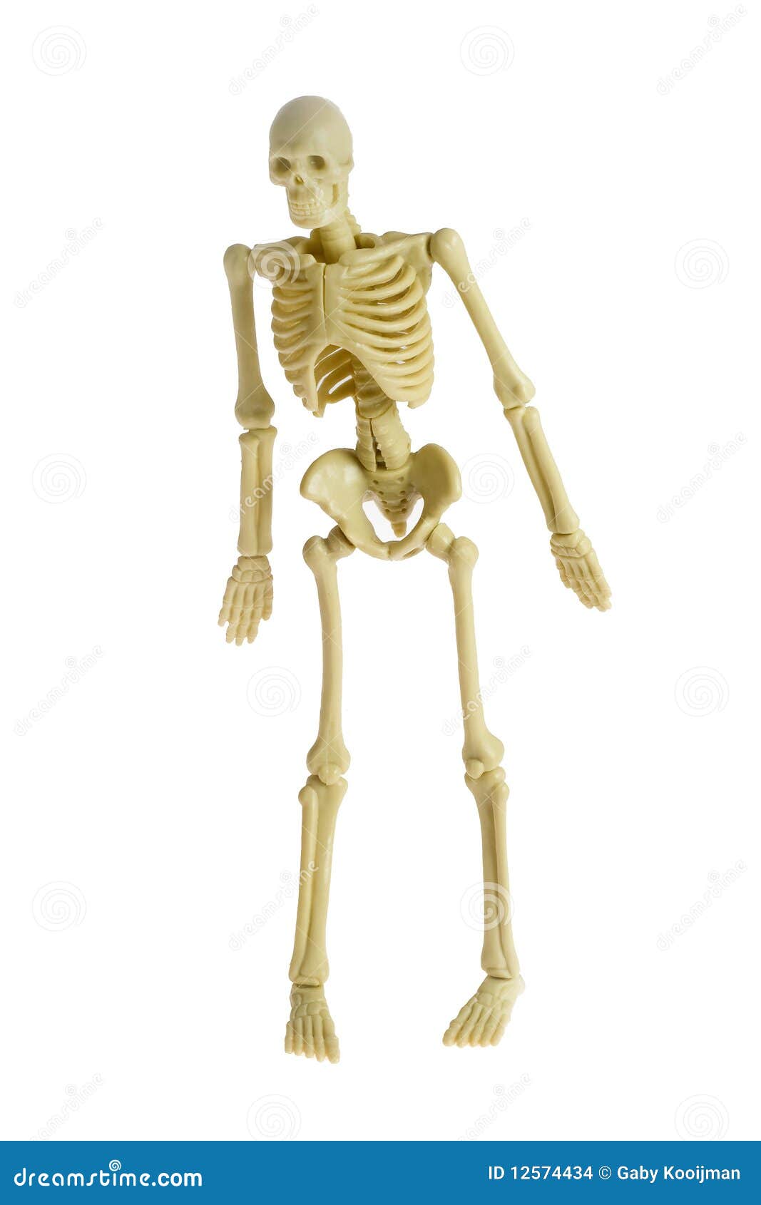 Skelett arkivfoto. Bild av skelett, plattform, vetenskap - 12574434