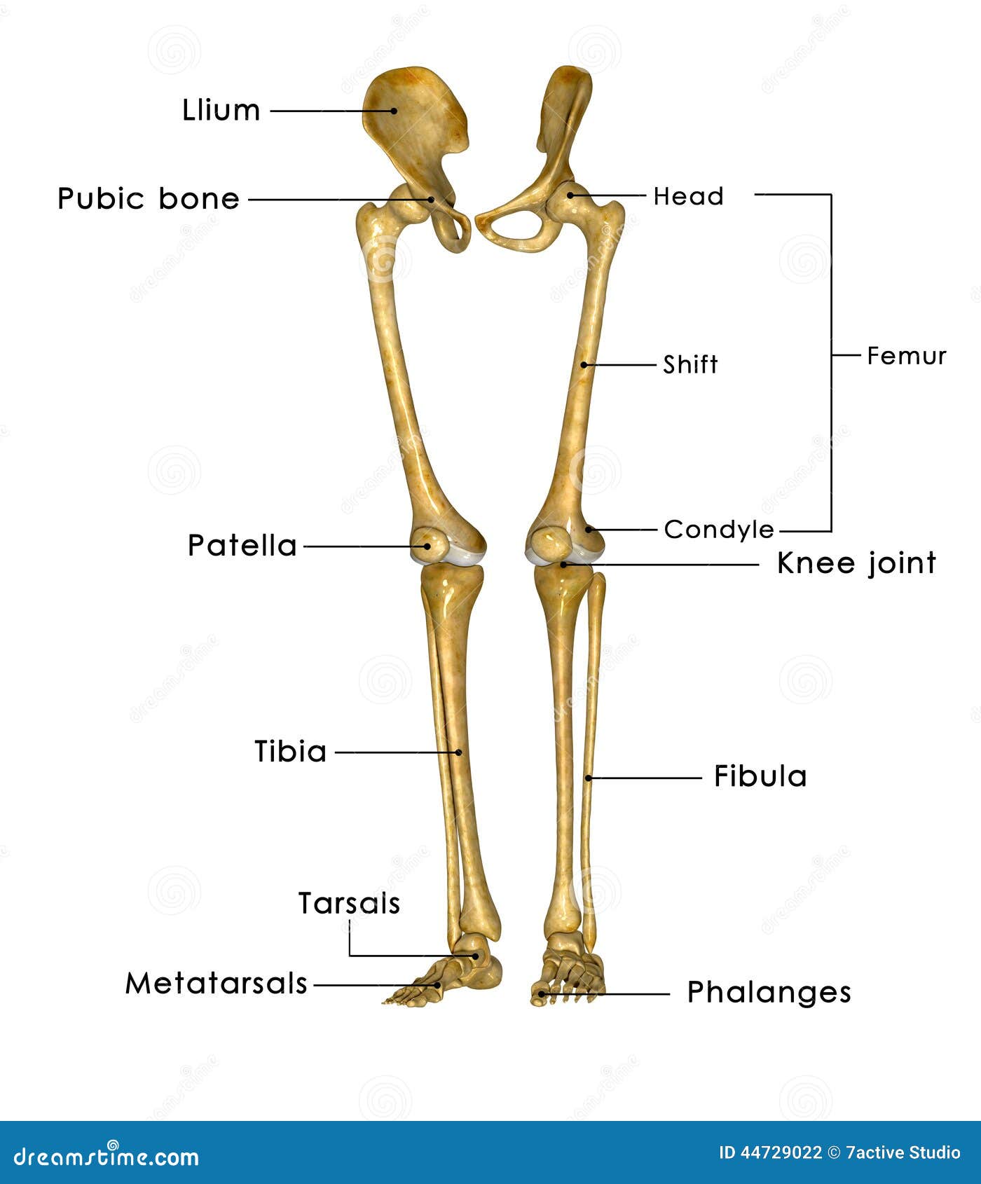 Skelett- ben stock illustrationer. Illustration av medicin - 44729022