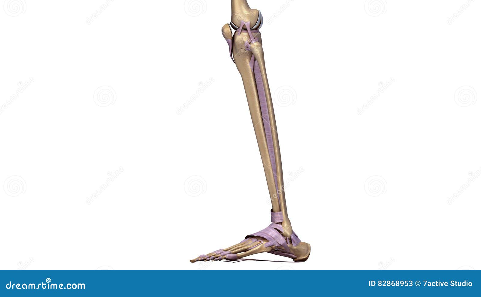 Skelett- Ben Med Ligamentsidosikt Stock Illustrationer - Illustration ...
