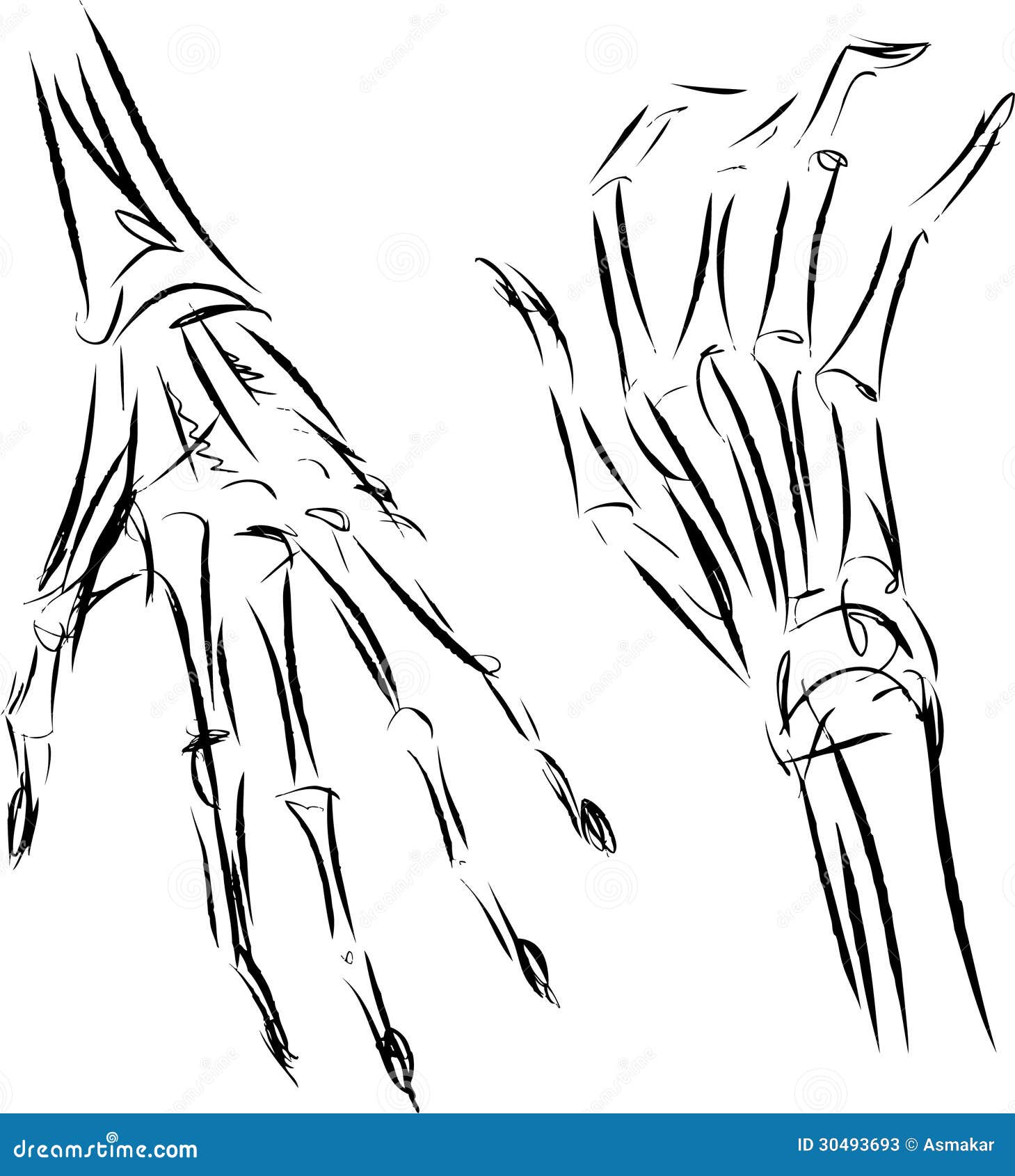 Skelett Einer Menschlichen Hand Vektor Abbildung - Illustration von ...