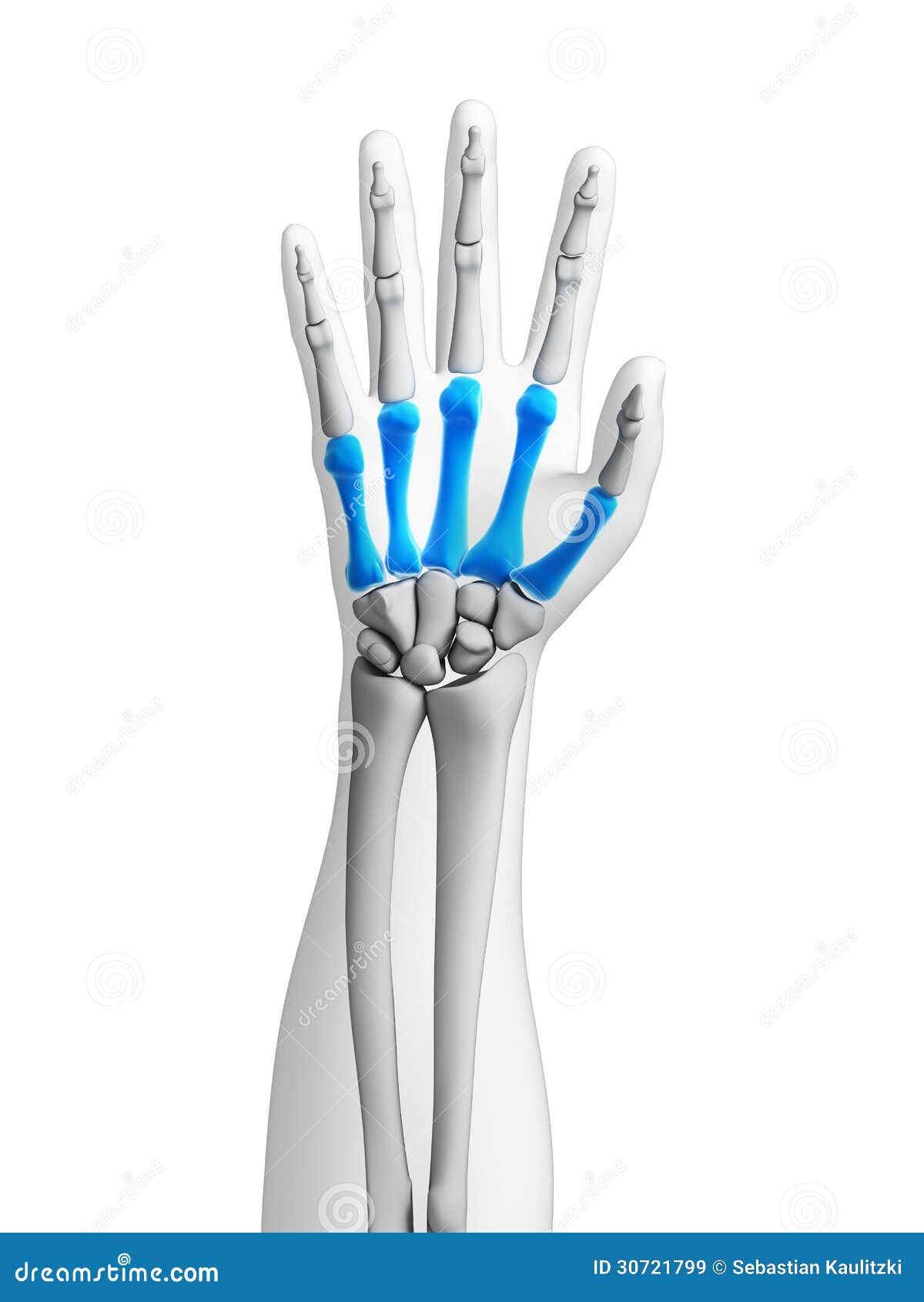 Skelett- hand stock illustrationer. Illustration av hand - 30721799