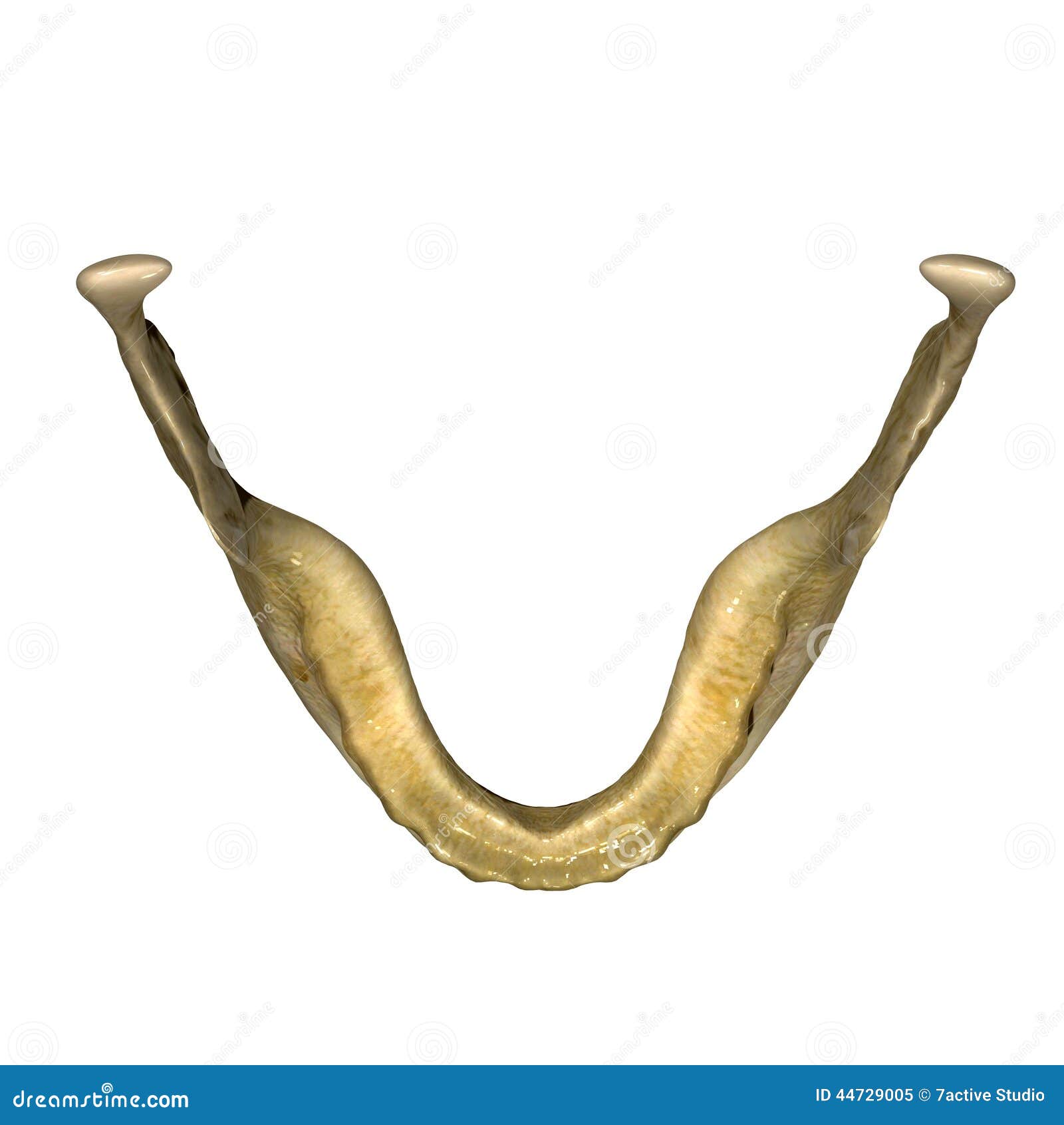 Skelett- käke stock illustrationer. Illustration av delningar - 44729005