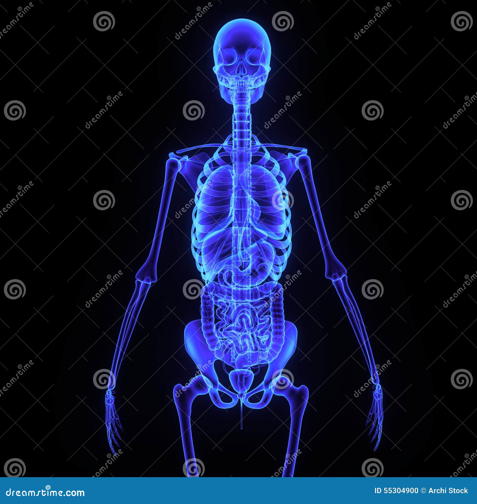 Skelett Med Digestivkexsystemet Stock Illustrationer - Illustration av ...