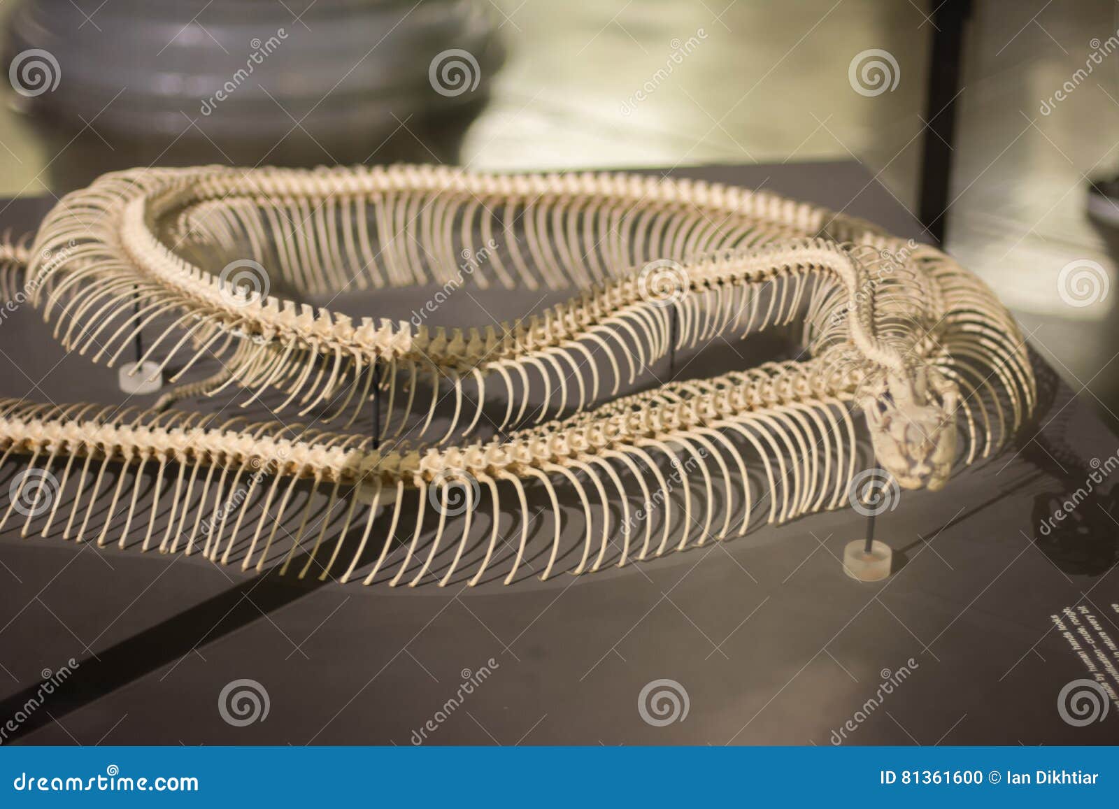 Skelett- orm redaktionell foto. Bild av utformning, huggorm - 81361600