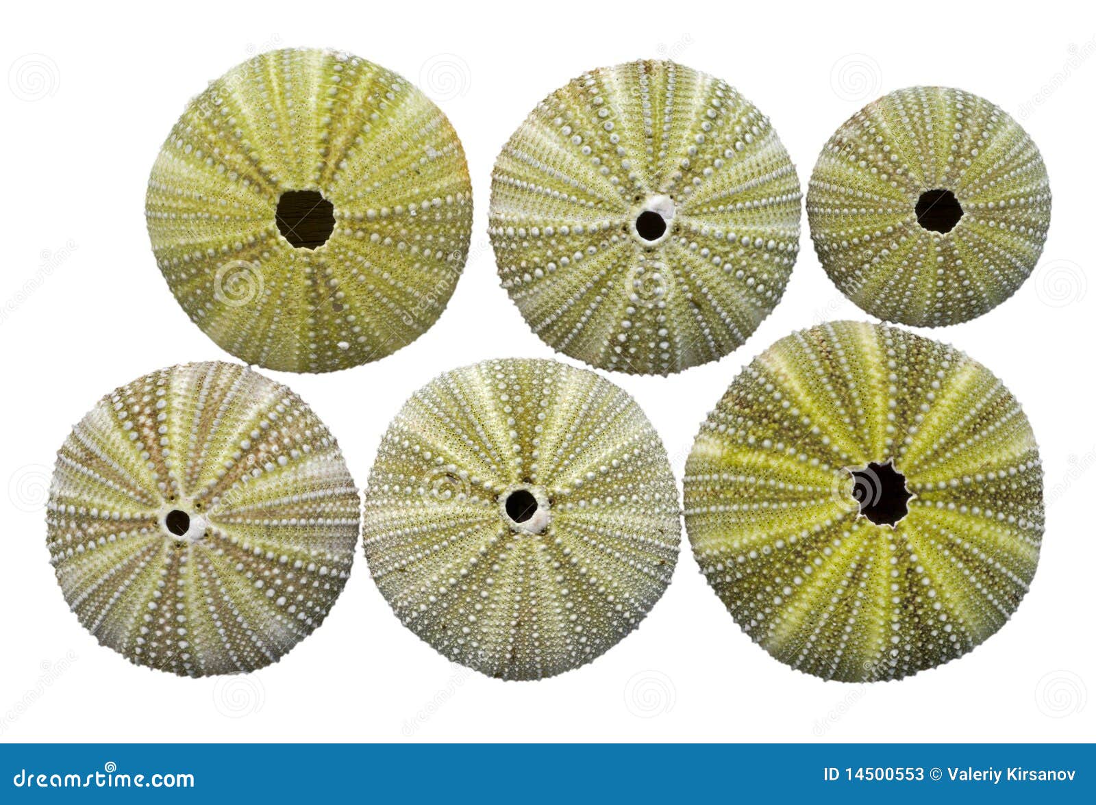 Skelette von Seeigeln 3 stockbild. Bild von nave, meer - 14500553